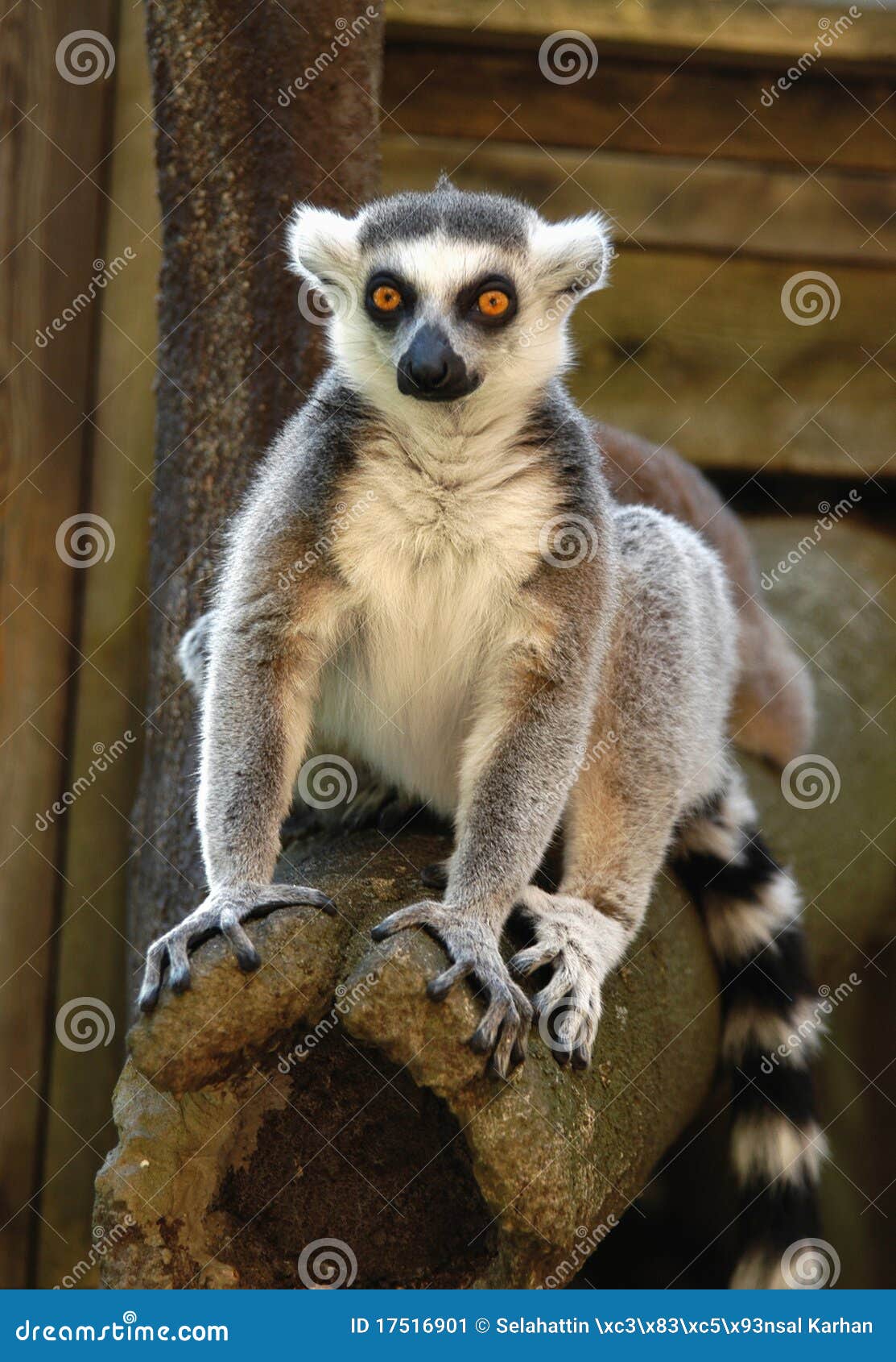 Lemur stock image. Image of wildlife, natural, stripes - 17516901