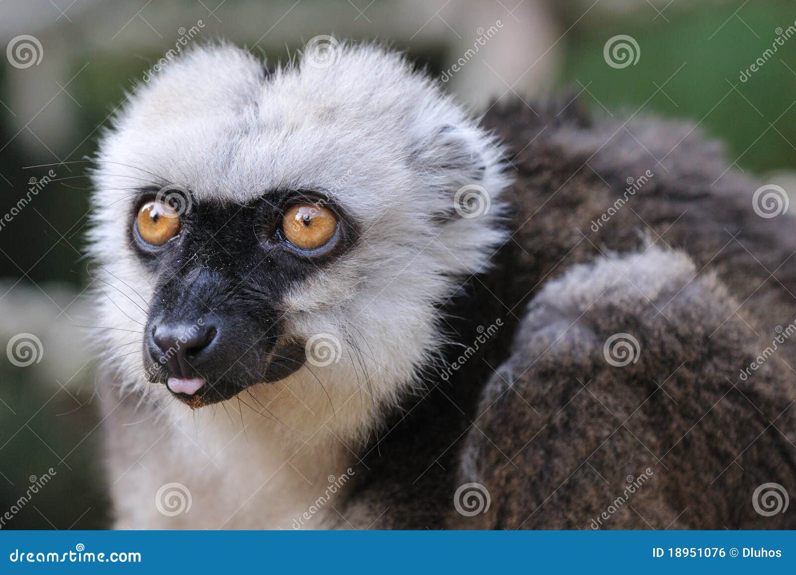 Lemur stock photo. Image of mammal, monkey, primate, white - 18951076