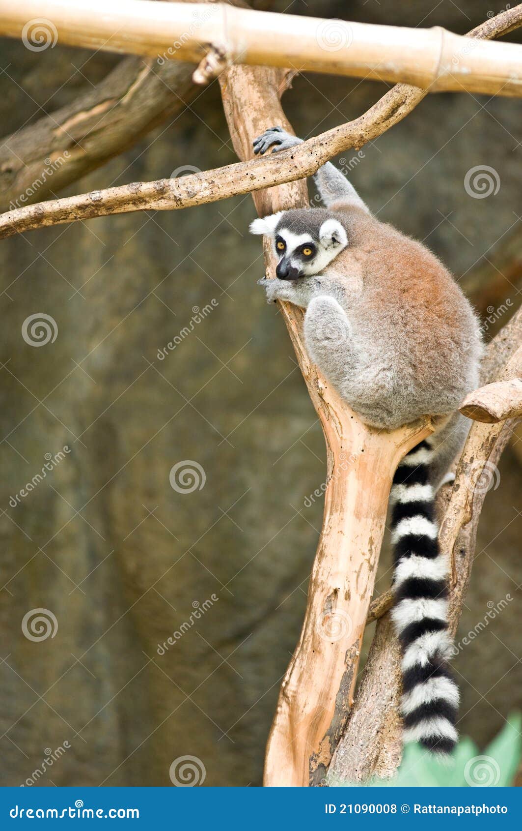 Lemur stock photo. Image of grey, nature, pretty, forest - 21090008