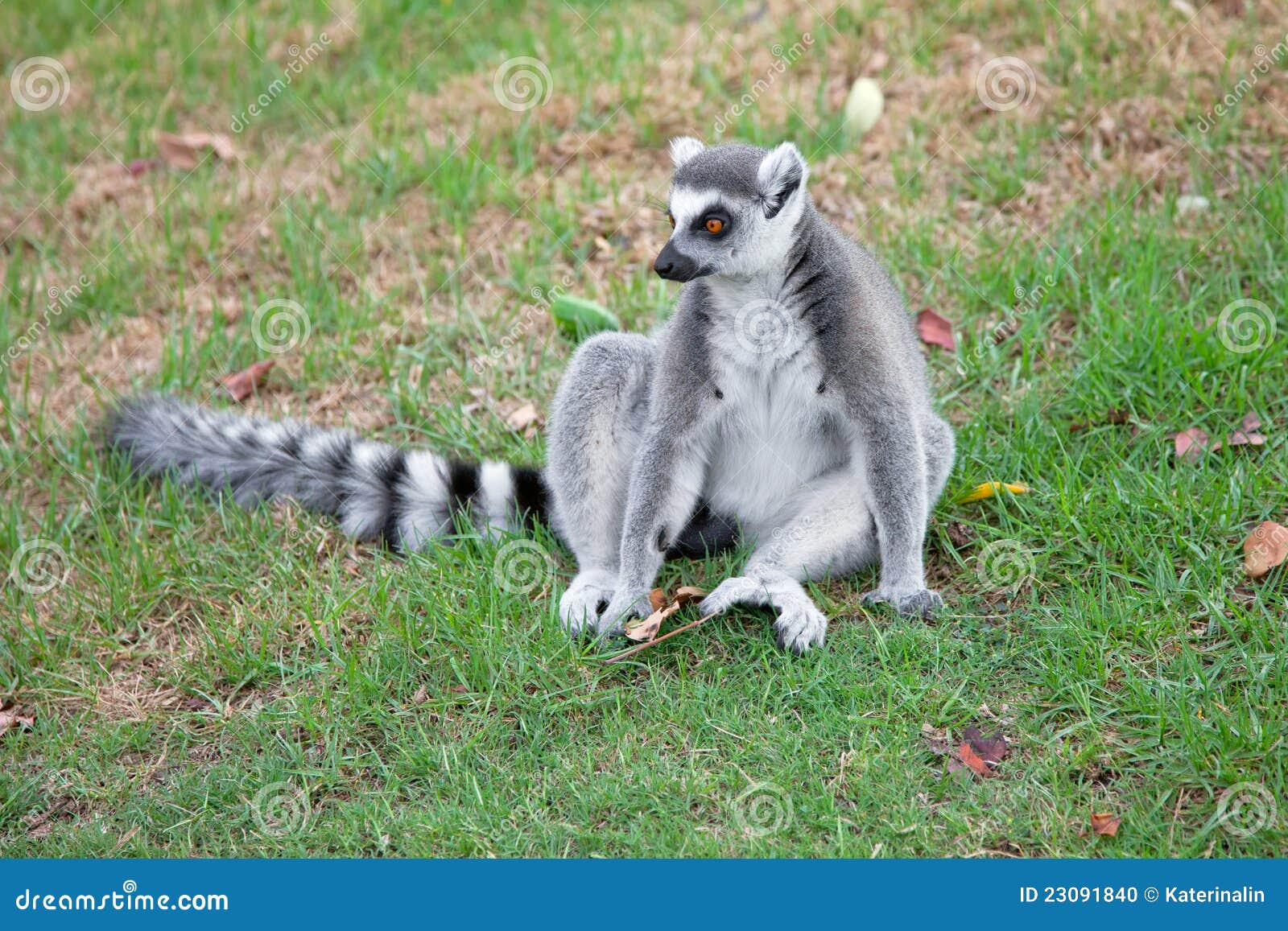 Lemur stock photo. Image of species, lemuridae, green - 23091840