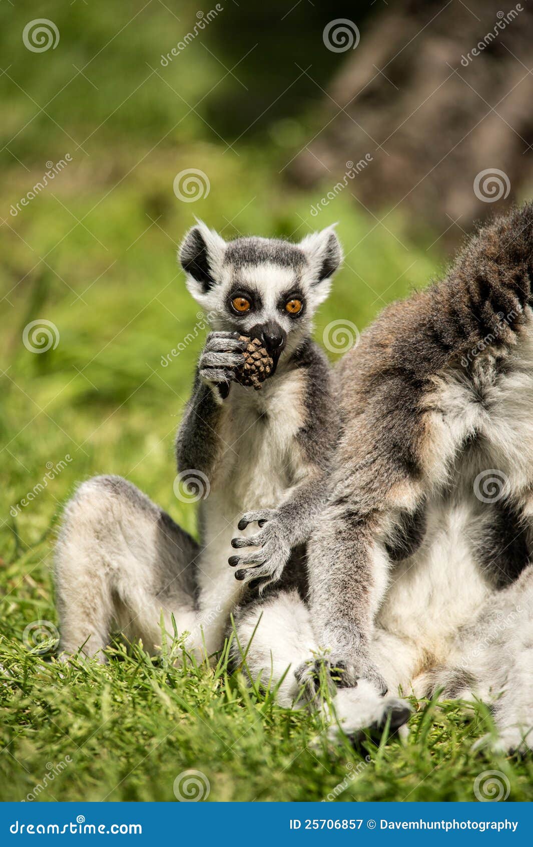 Lemur stock image. Image of lemur, species, tailed, mammal - 25706857
