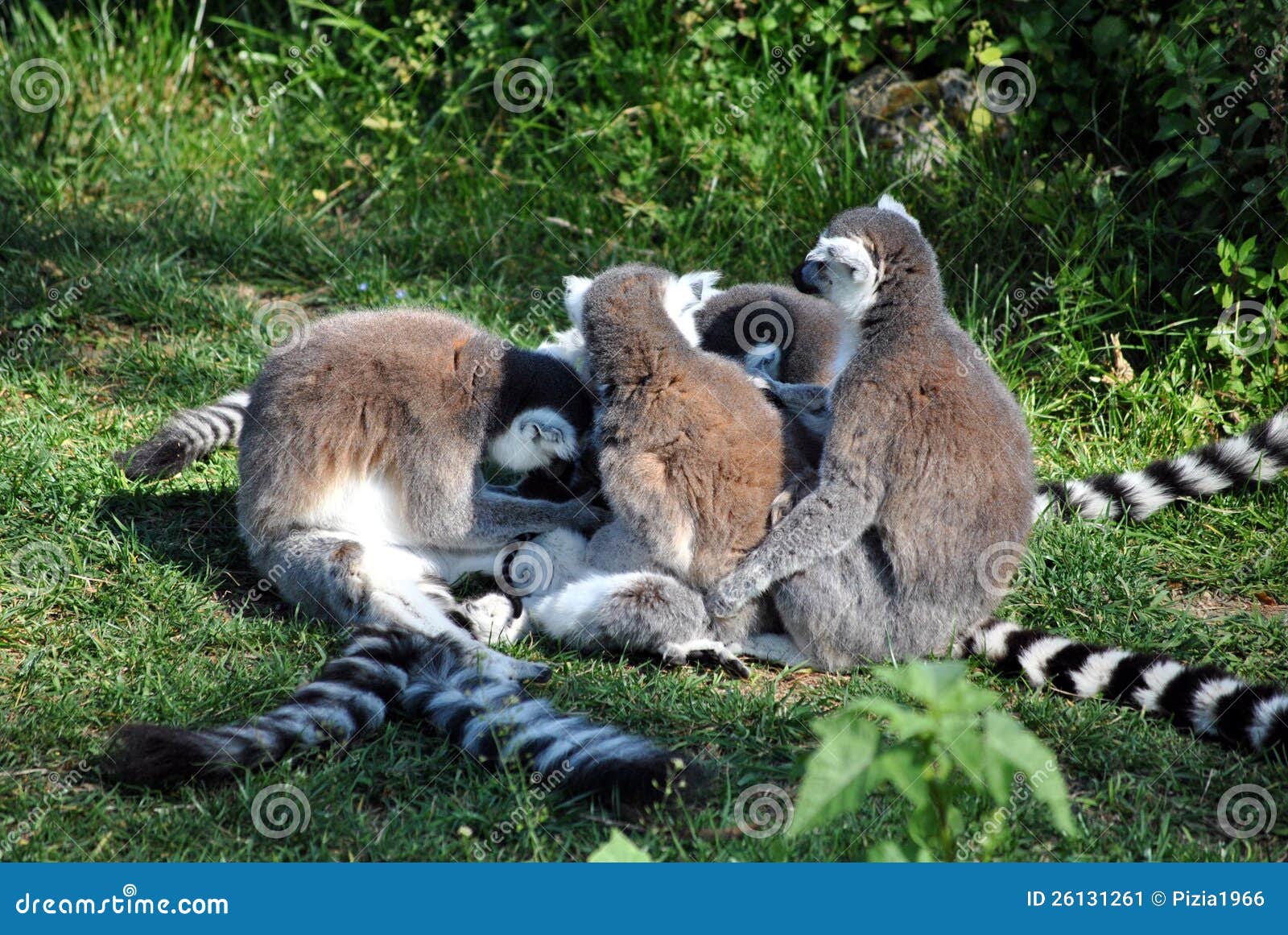 Lemur stock image. Image of lovely, africa, mammal, closeup - 26131261