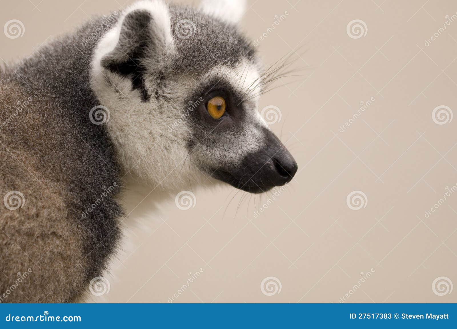 Lemur stock image. Image of stare, looking, wildlife - 27517383