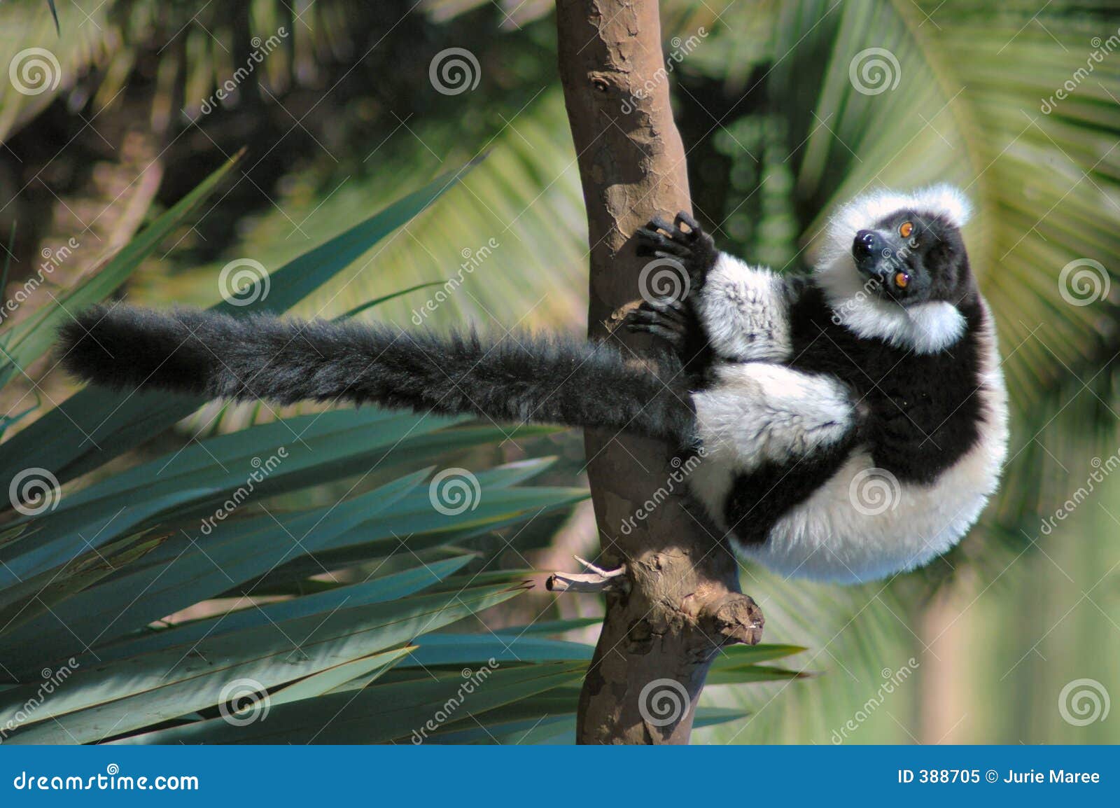 Lemur stock image. Image of tree, branch, tail, active - 388705