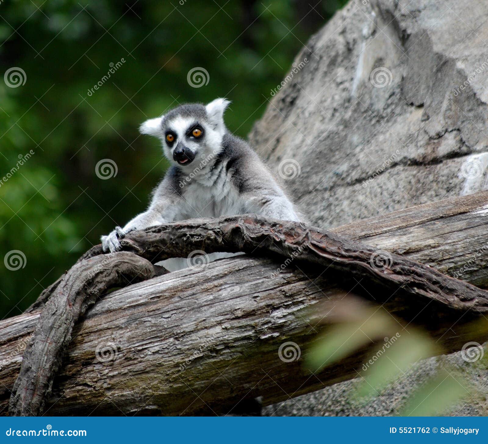 Lemur editorial photography. Image of night, prosimians - 5521762