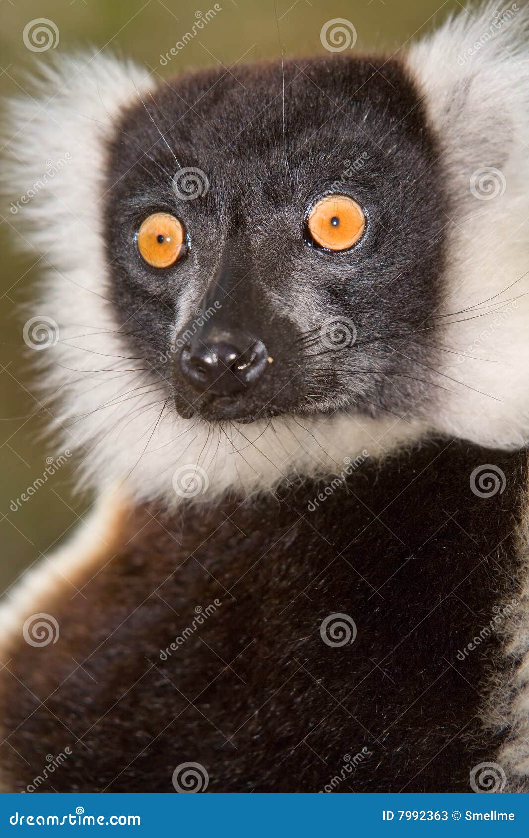 Lemur stock image. Image of indri, nose, endemic, lemurs - 7992363