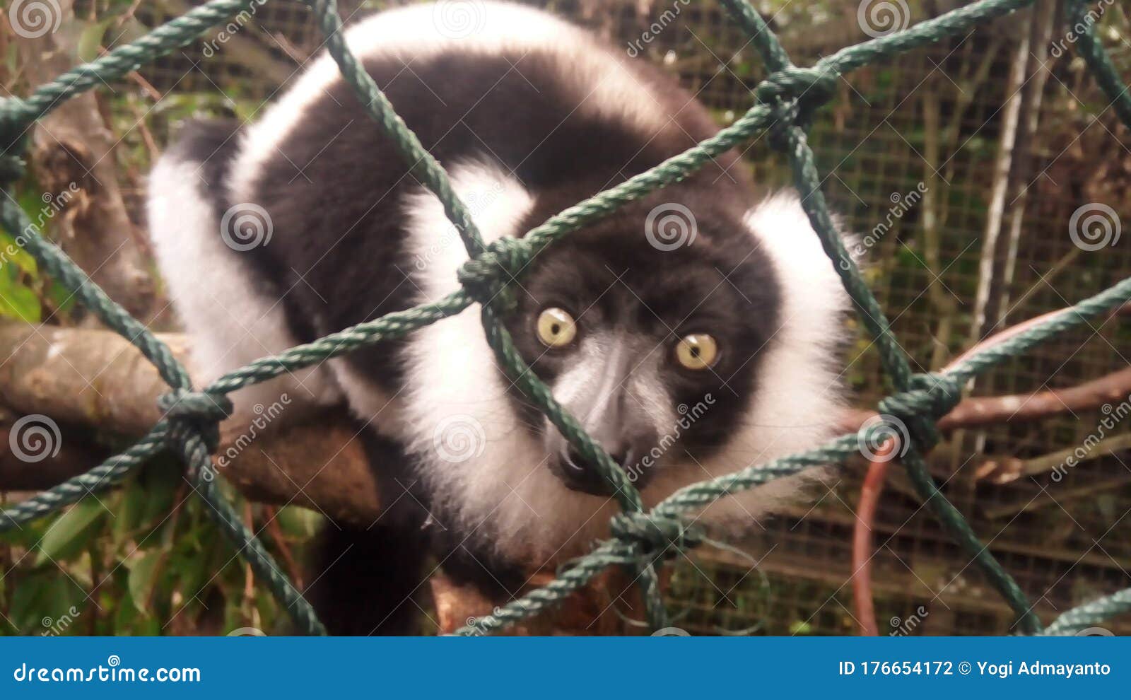 Lemur in Action stock photo. Image of cute, move, action - 176654172