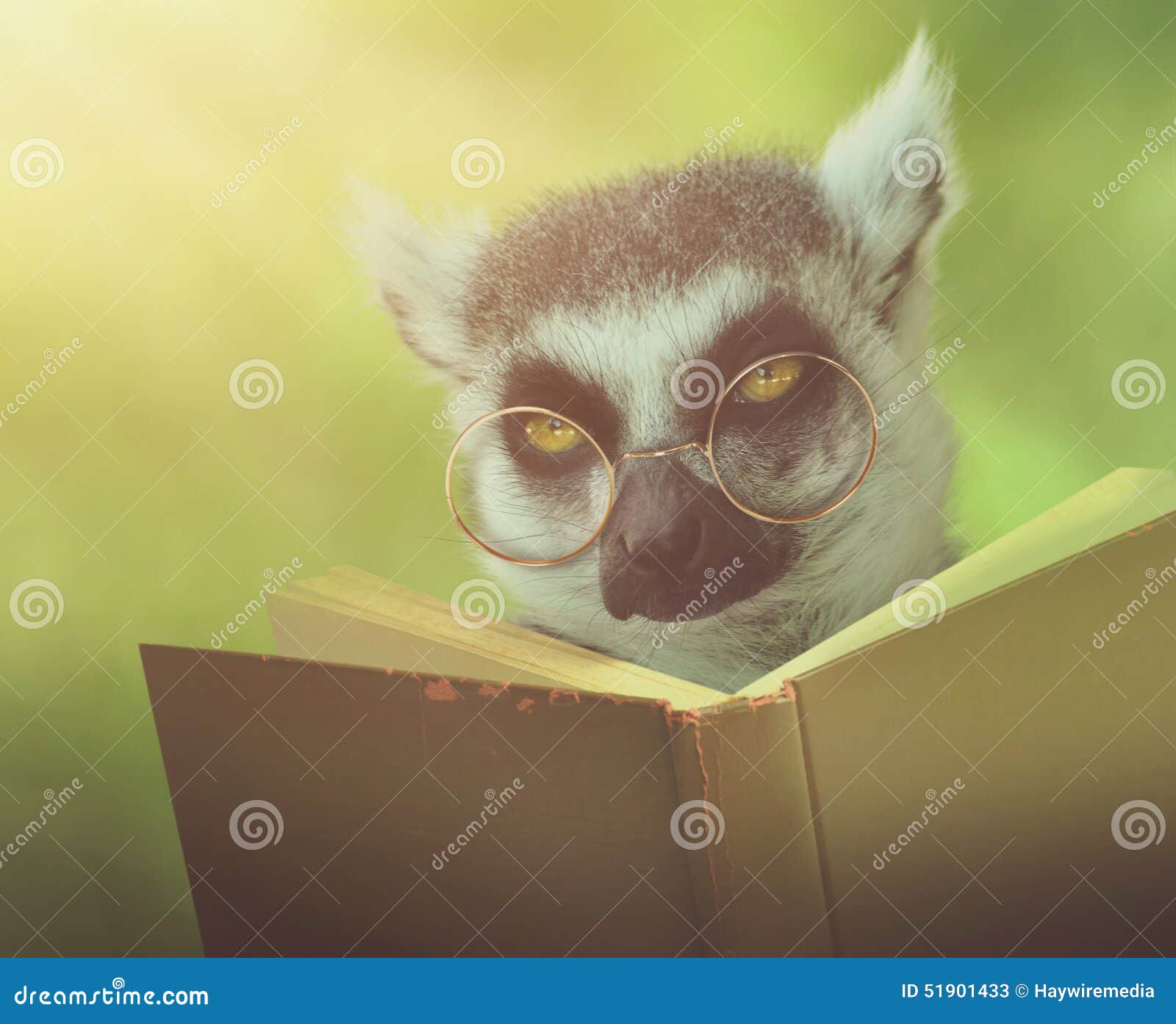 Smart Lemur Stock Photos - Free & Royalty-Free Stock Photos from Dreamstime