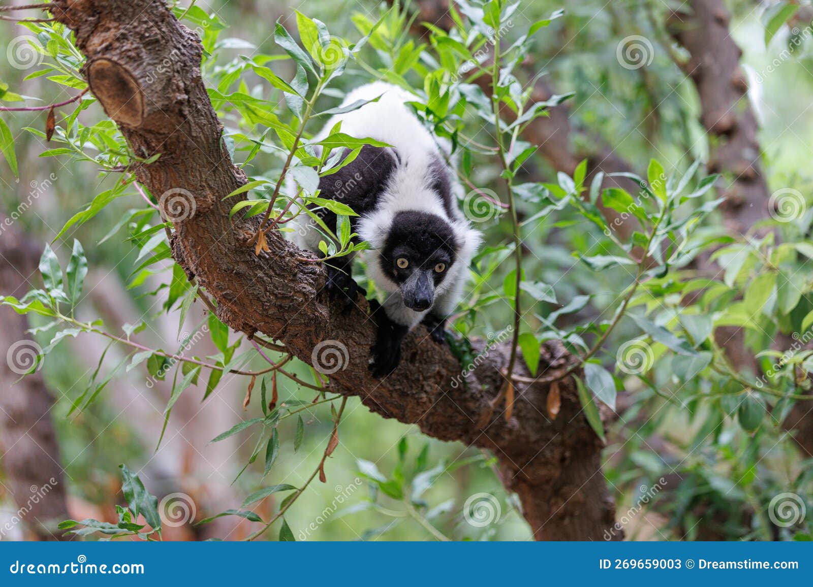 Lemur with Black and White Fur Above a Tree Branch Stock Image - Image ...