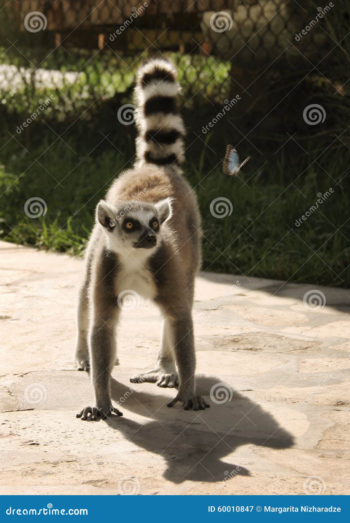 The Lemur and the Butterfly Stock Image - Image of feline, breed: 60010847