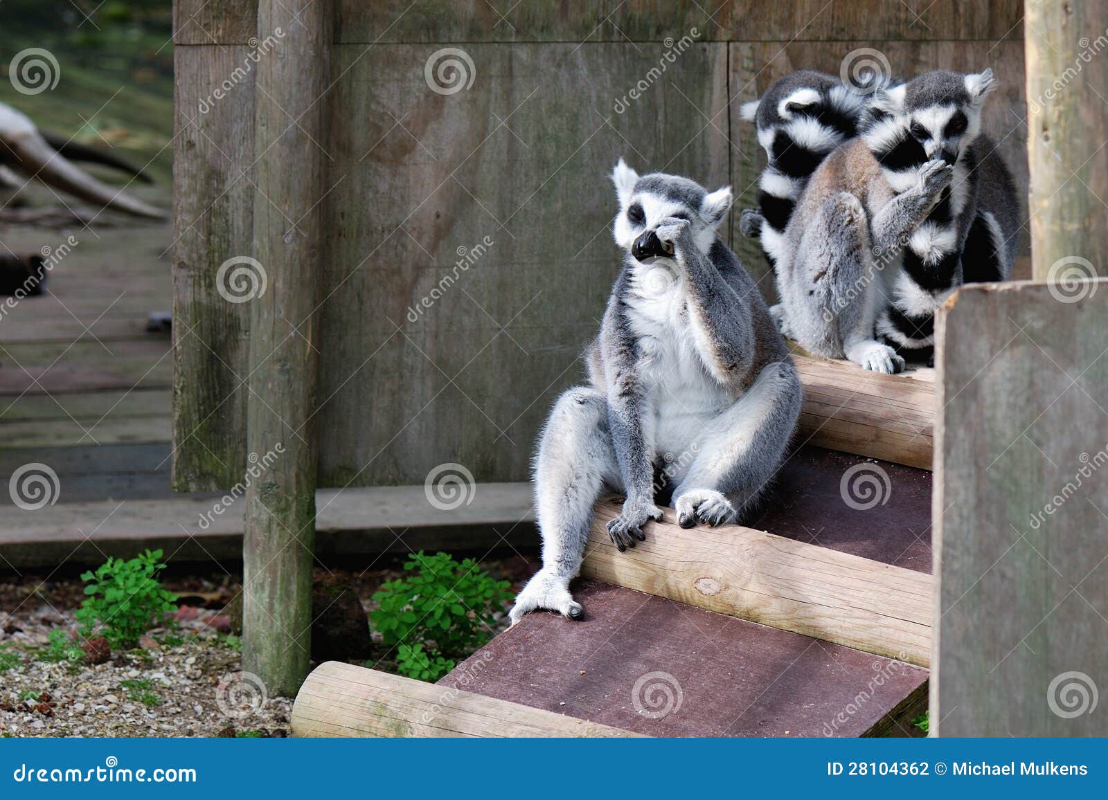 Lemur in captivity stock photo. Image of lemuridae, furry - 28104362