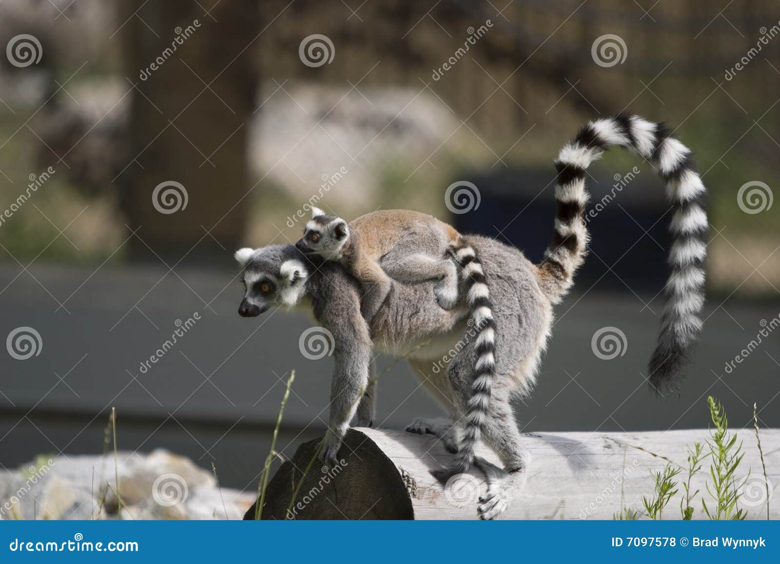 Lemur carrying baby stock photo. Image of hunting, baby - 7097578