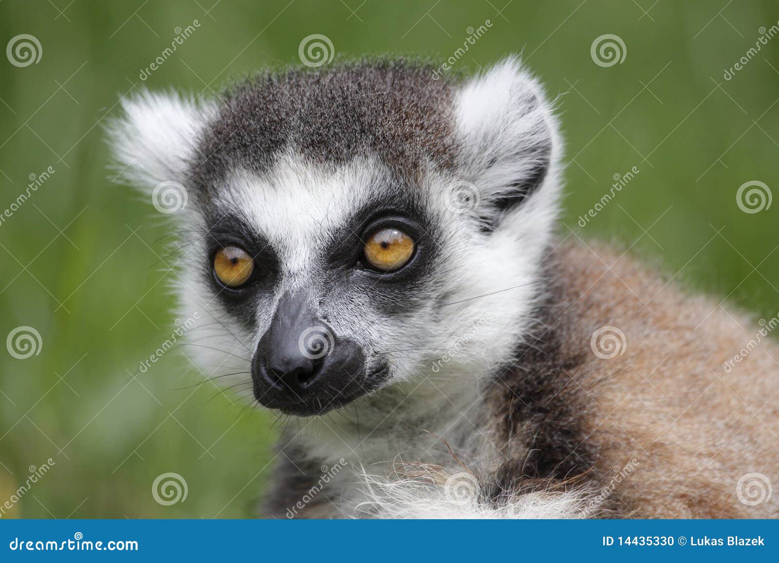 Lemur catta stock photo. Image of tailed, primate, nature - 14435330