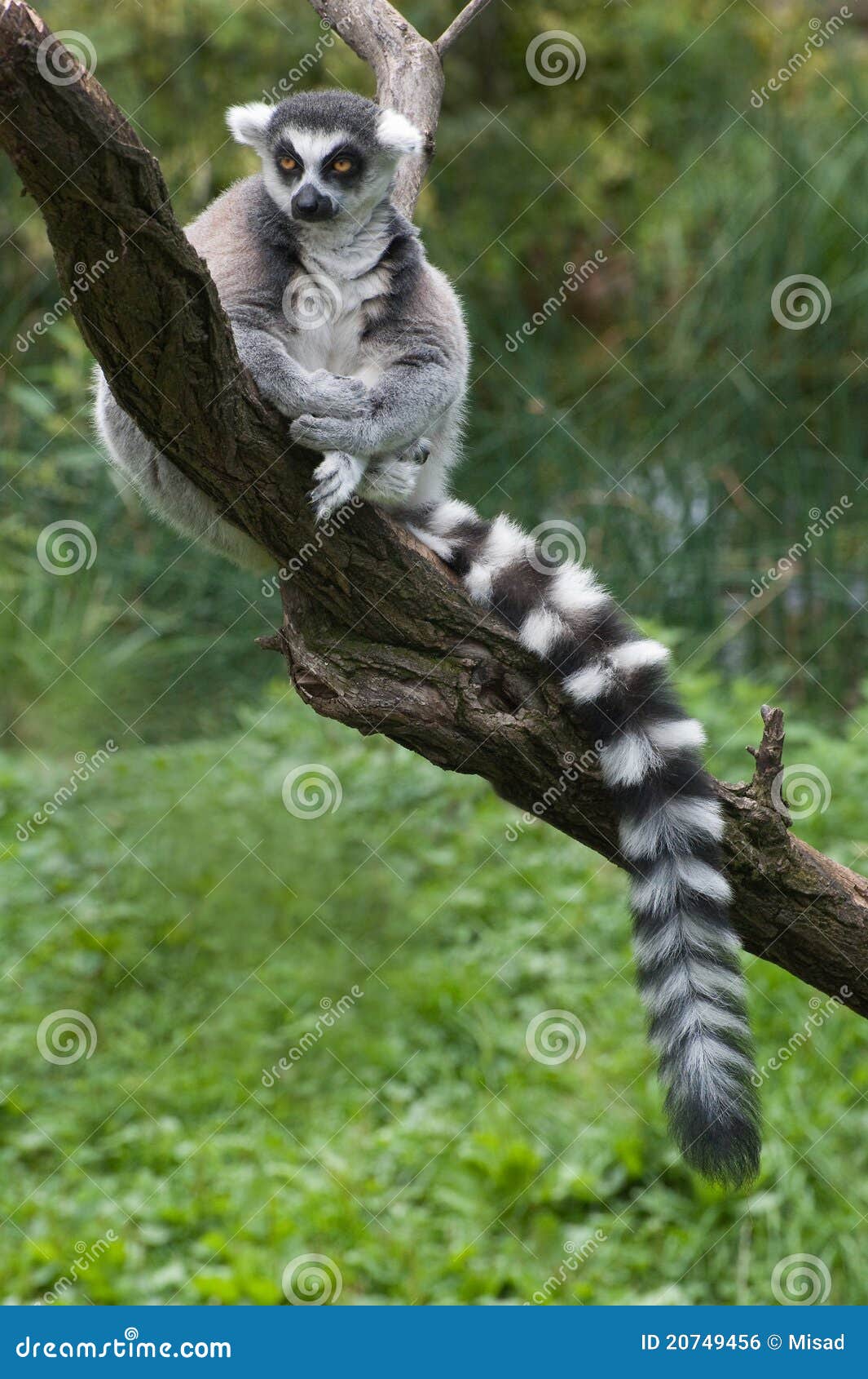 Lemur Catta stock photo. Image of tail, look, catta, tree - 20749456