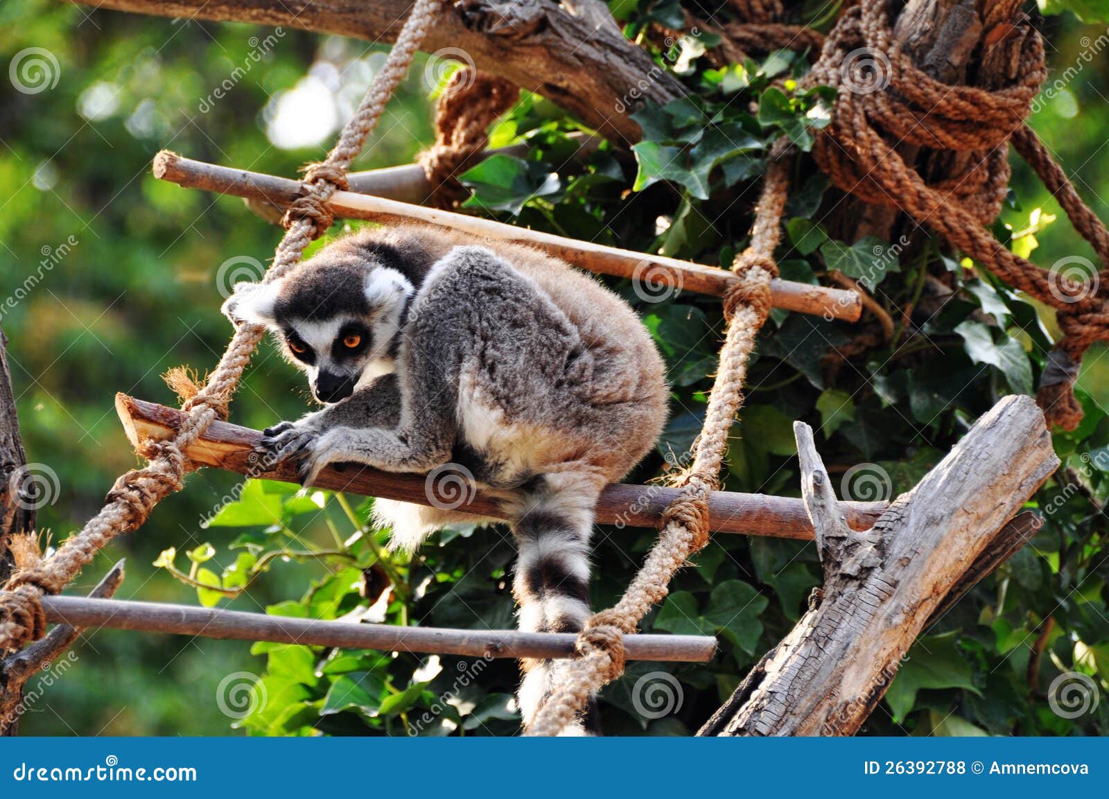 Lemur catta stock photo. Image of body, brown, white - 26392788