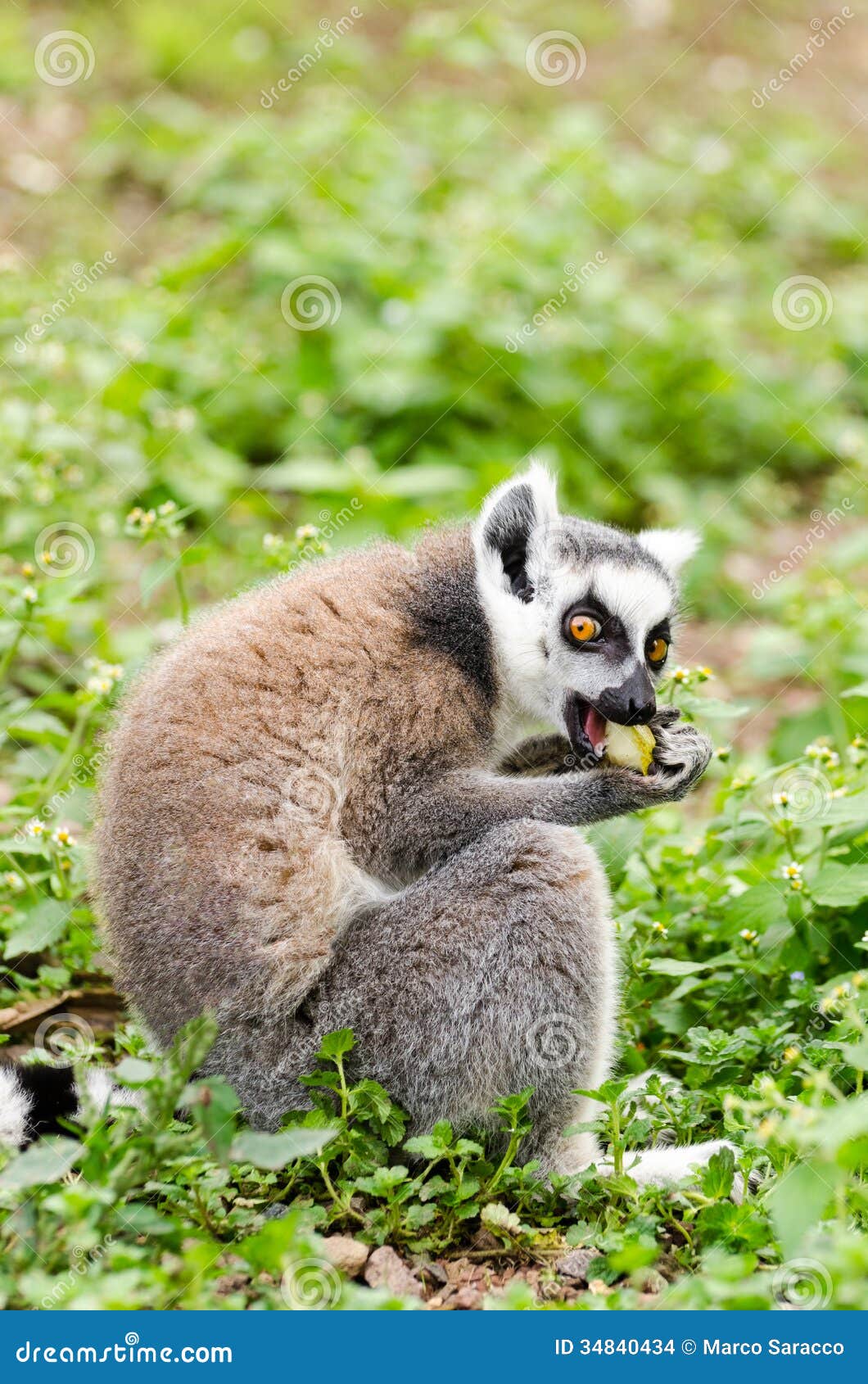 Lemur catta eating stock photo. Image of ring, primate - 34840434