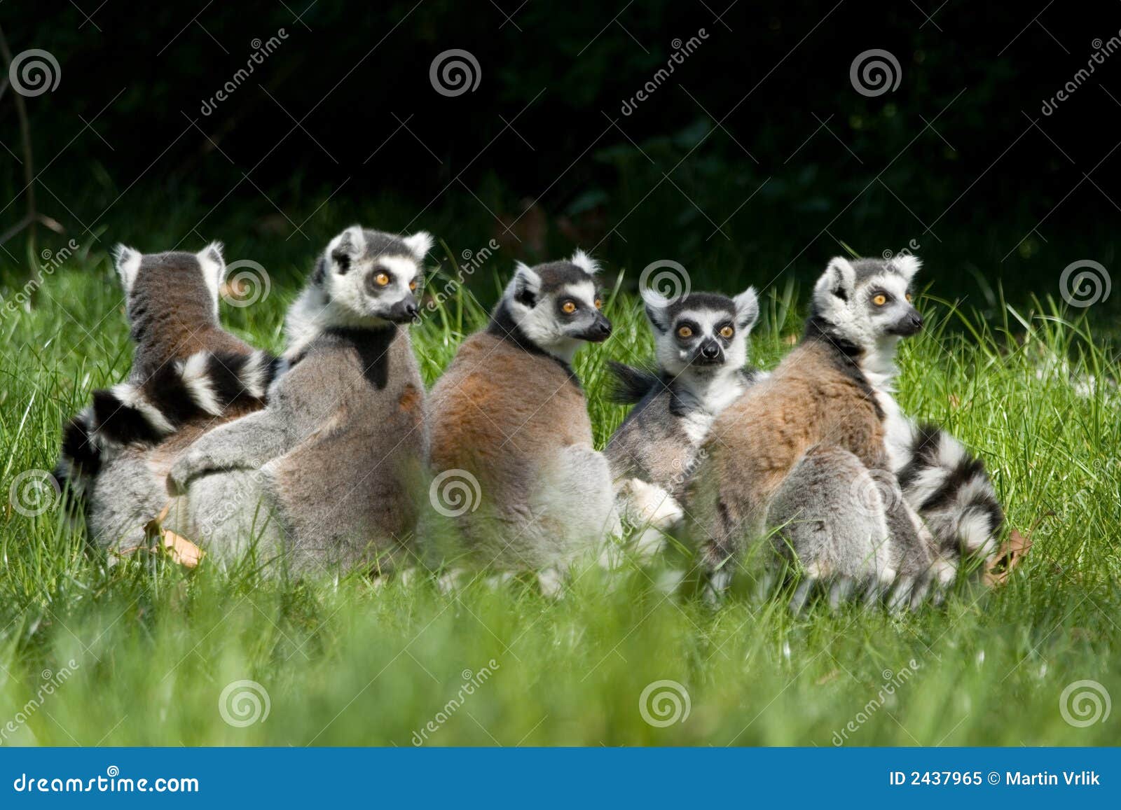 Lemur catta group stock image. Image of wild, ring, black - 2437965