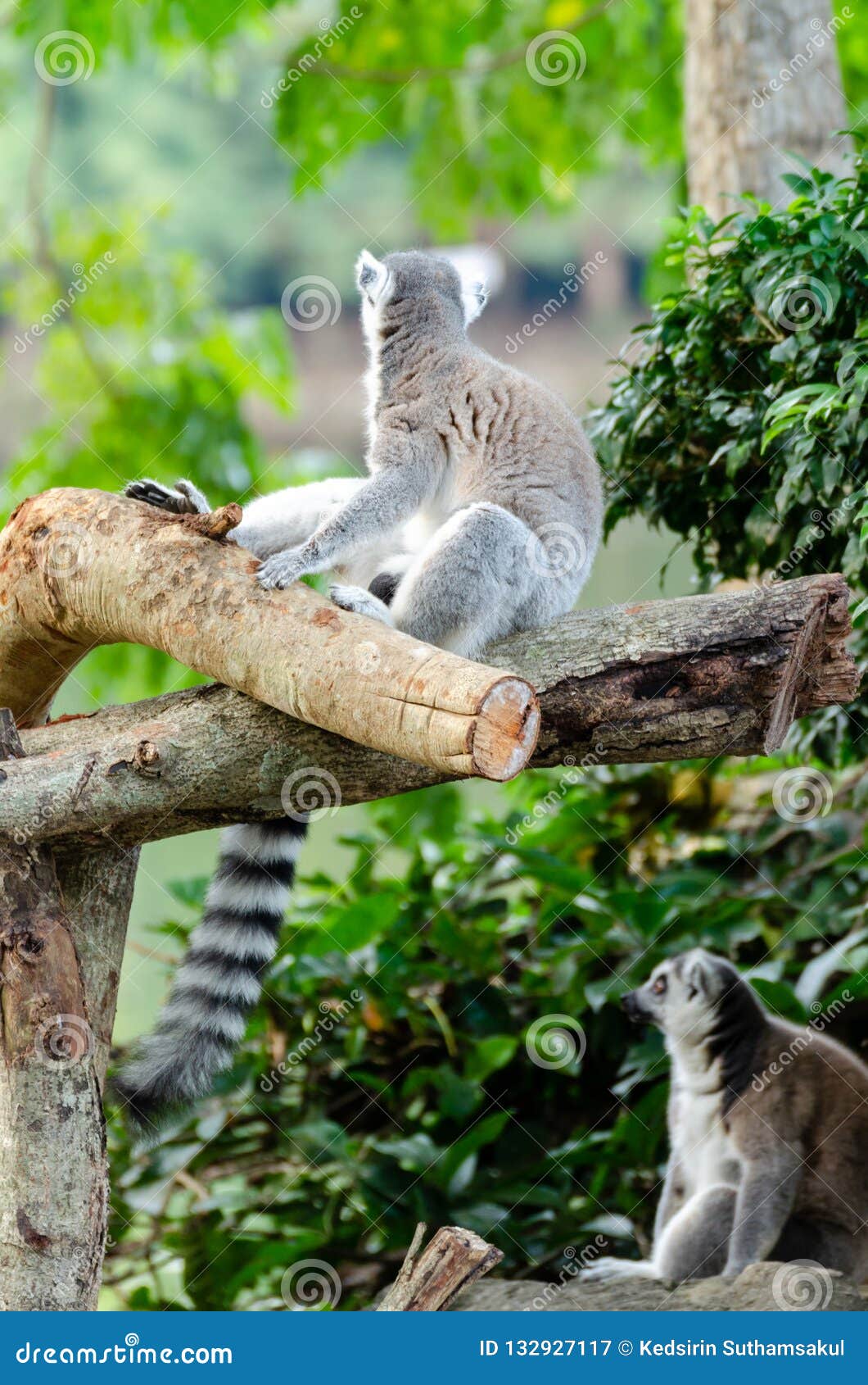 Lemur on Tree Branch in the Nature Stock Image - Image of tree, catta ...