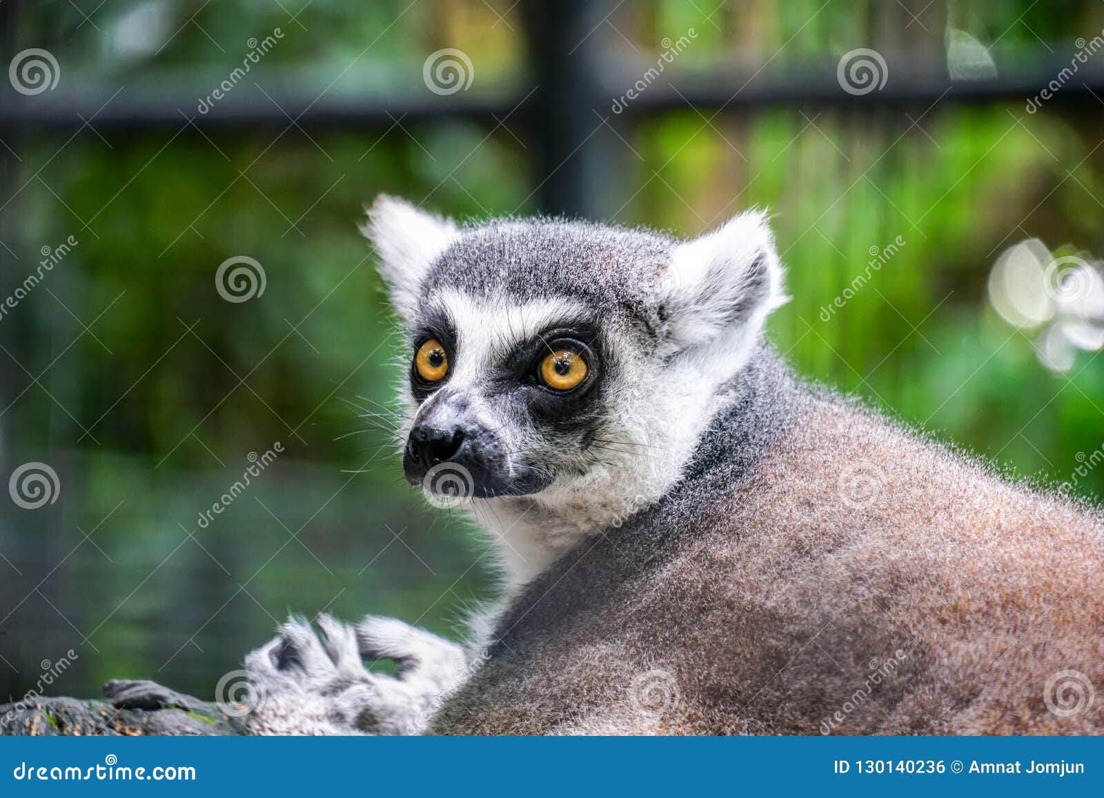Lemur Catta - Portrait of the Animal in the Zoo Stock Photo - Image of ...