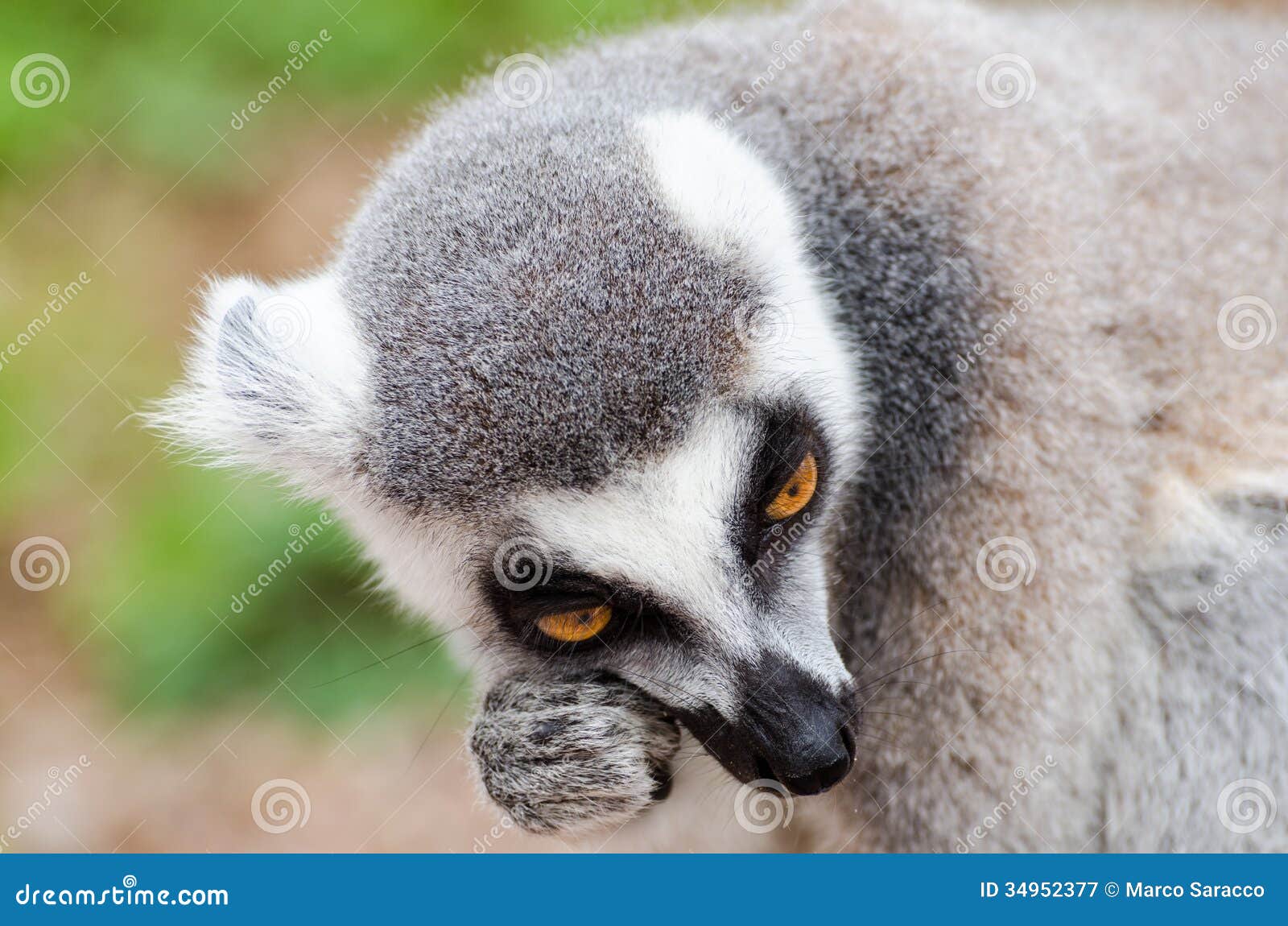 Lemur catta stock image. Image of tail, environment, head - 34952377