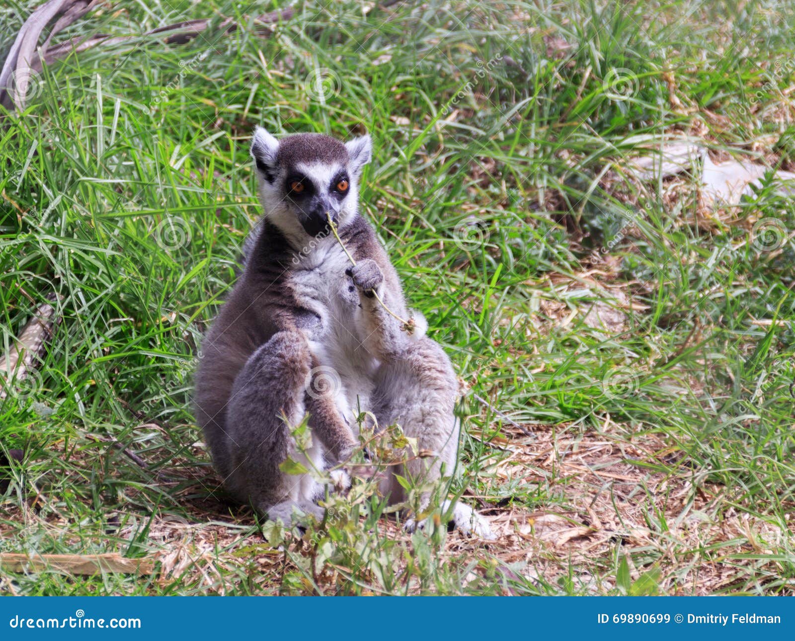 Lemur Catta Sitting in the Grass Stock Image - Image of feline, gree ...