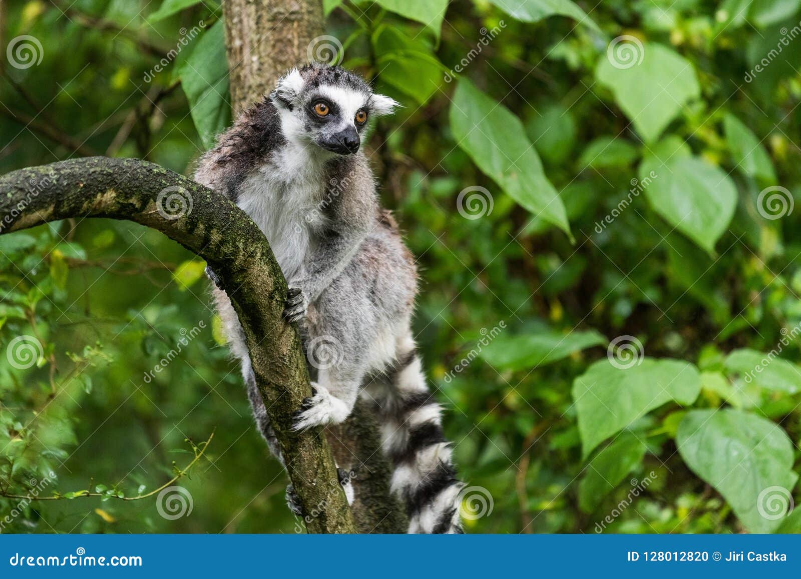 Lemur catta in ZOO editorial image. Image of animals - 128012820