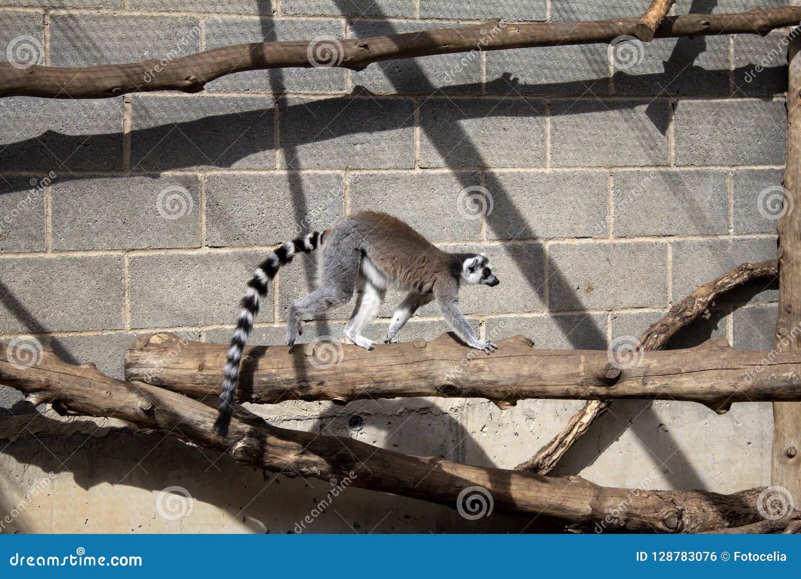Lemur climbing branches stock photo. Image of lemur - 128783076