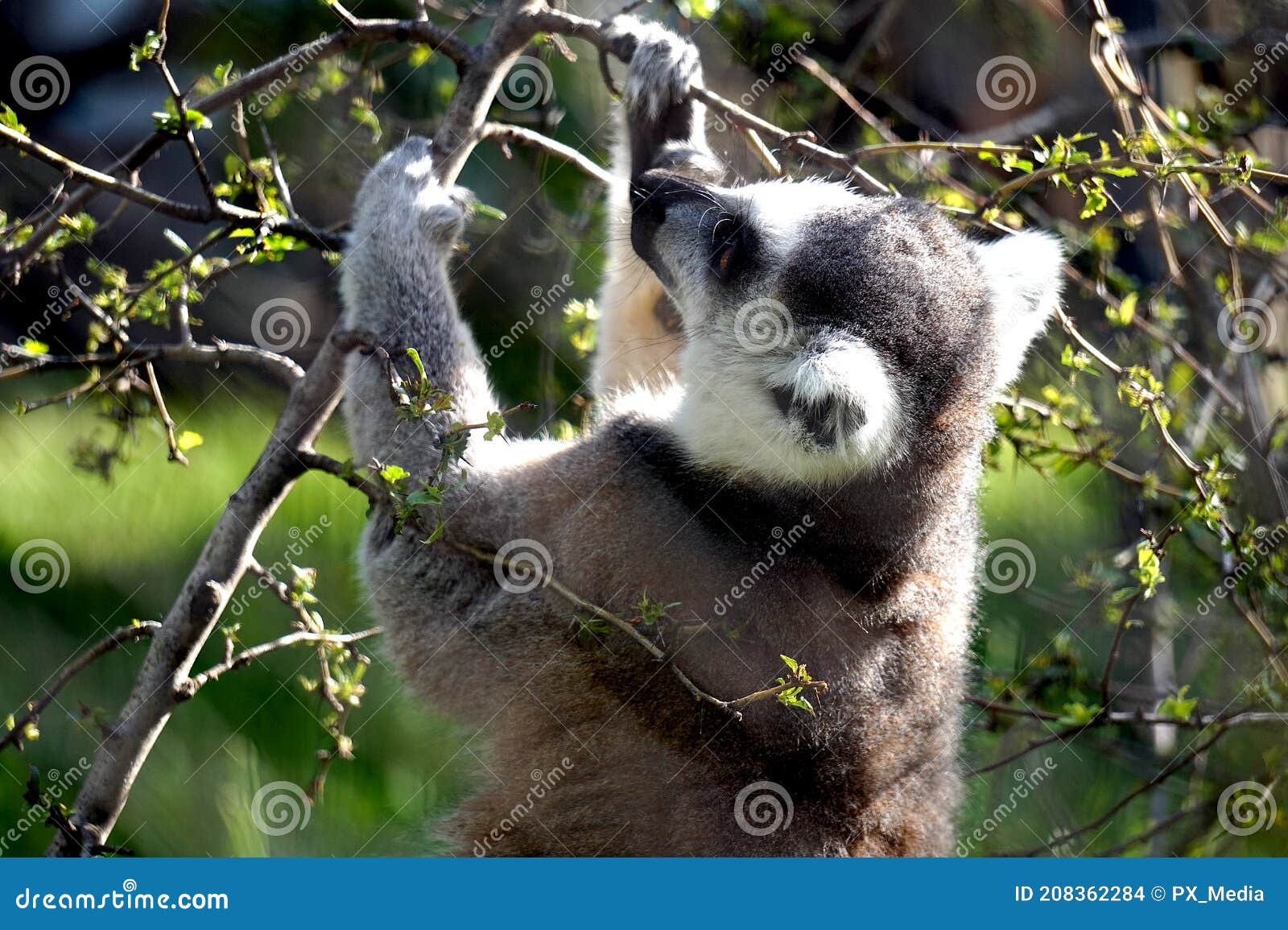 Lemur climbing on a tree stock photo. Image of wildlife - 208362284