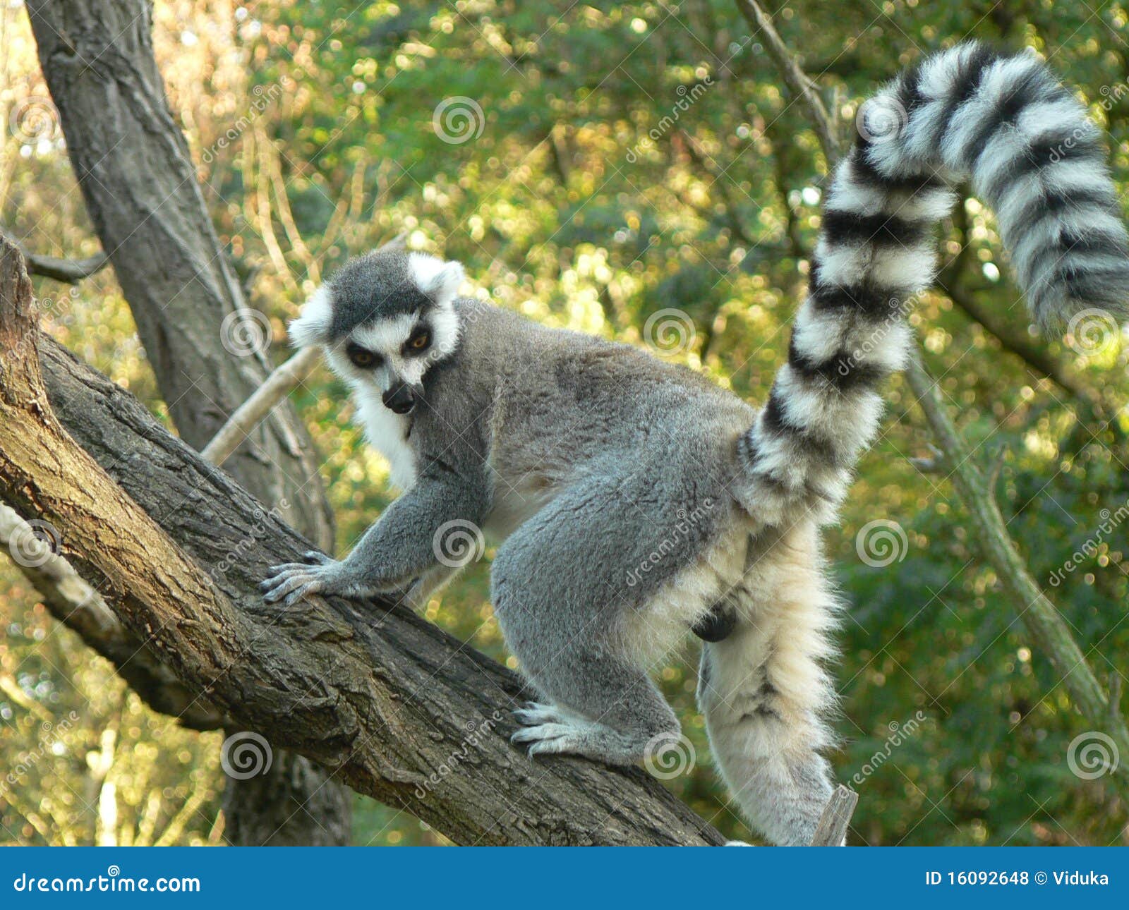 Lemur Climbing a Tree (Lemur Catta) Stock Photo - Image of tree ...