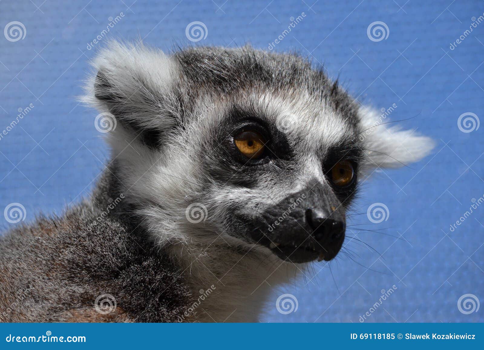 Lemur stock image. Image of london, lemurs, nose, animal - 69118185