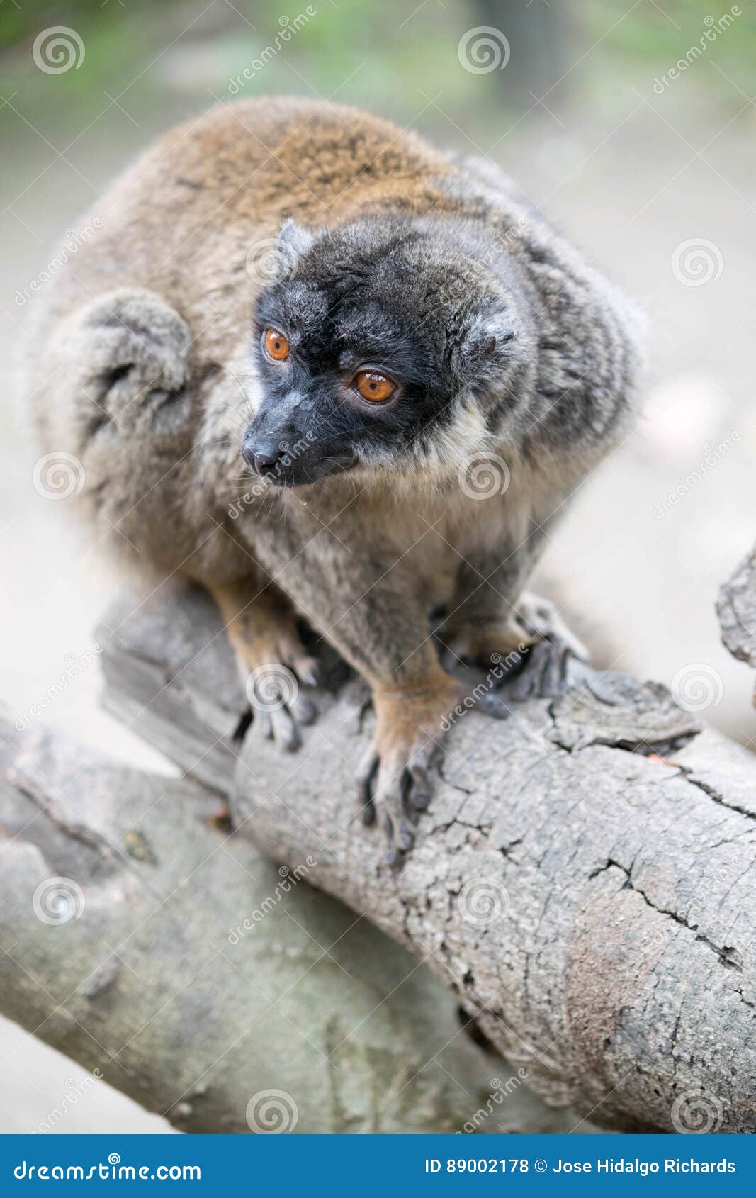 A Lemur Close Up Side View Stock Photography | CartoonDealer.com #89002178