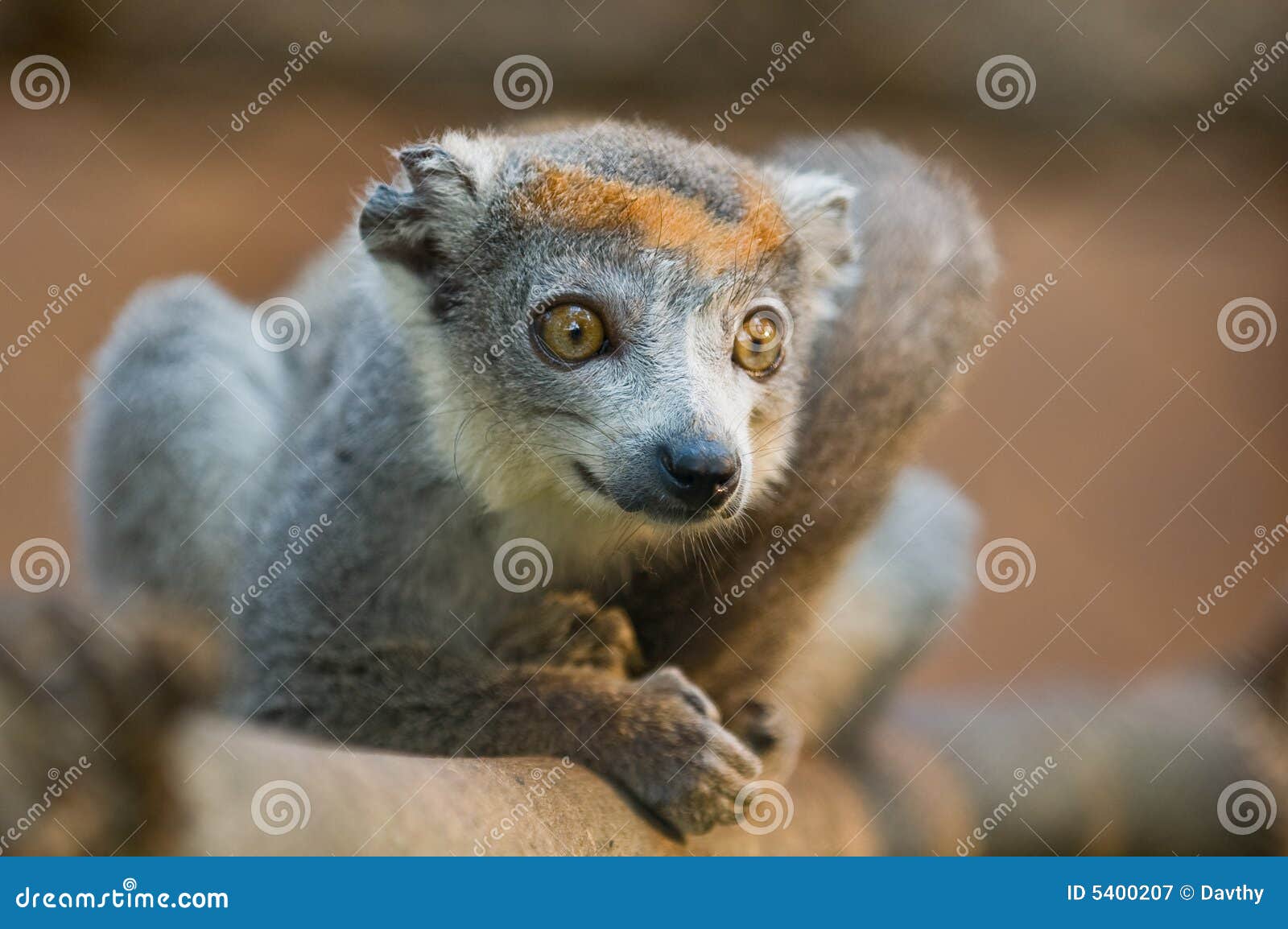Lemur coronado imagen de archivo. Imagen de vulnerable - 5400207