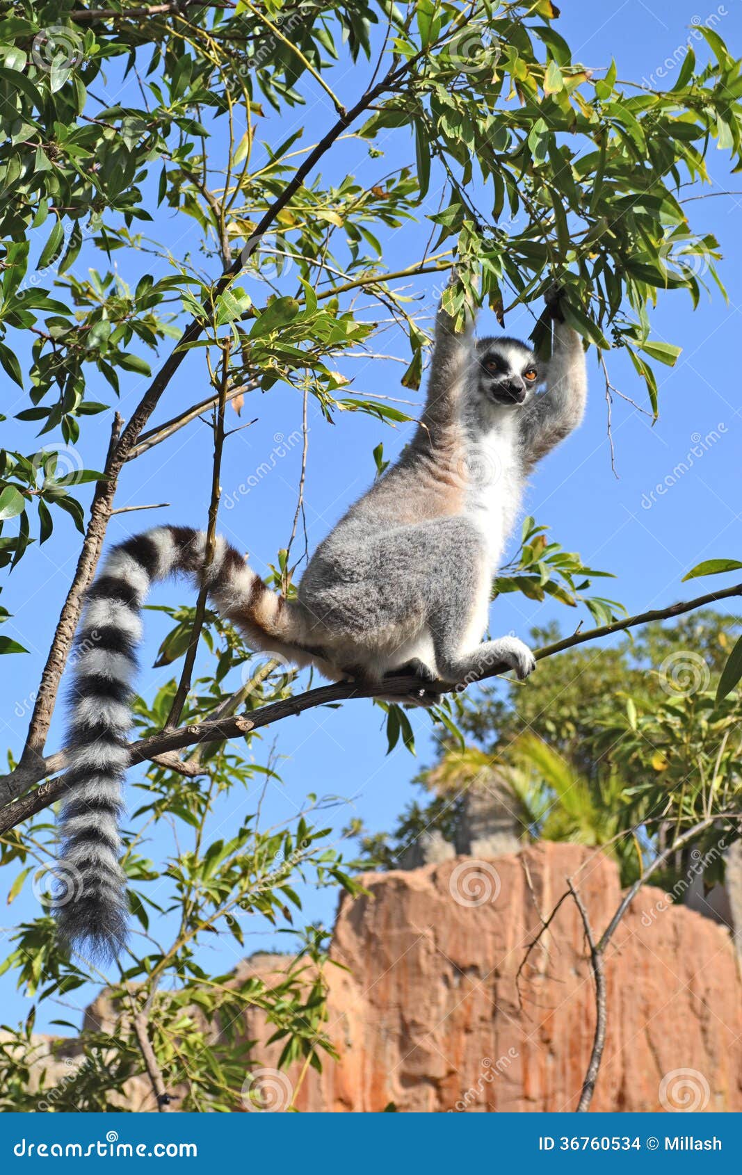 Lemur stock photo. Image of cute, young, jungle, lemur - 36760534
