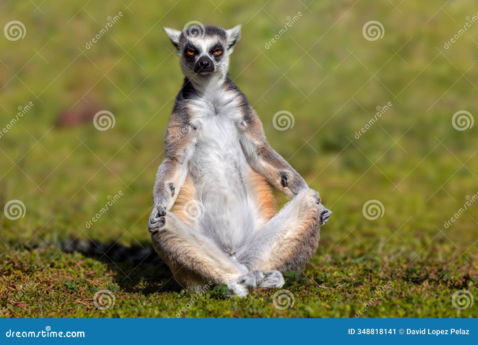 Lemur Doing Yoga with Serious Expression Stock Image - Image of ...