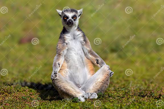 Lemur Doing Yoga with Serious Expression Stock Image - Image of ...