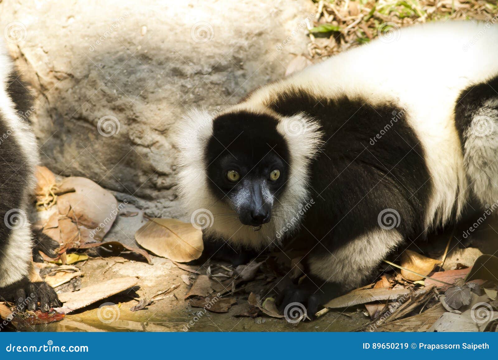 Lemur drinking stock image. Image of black, tree, scene - 89650219