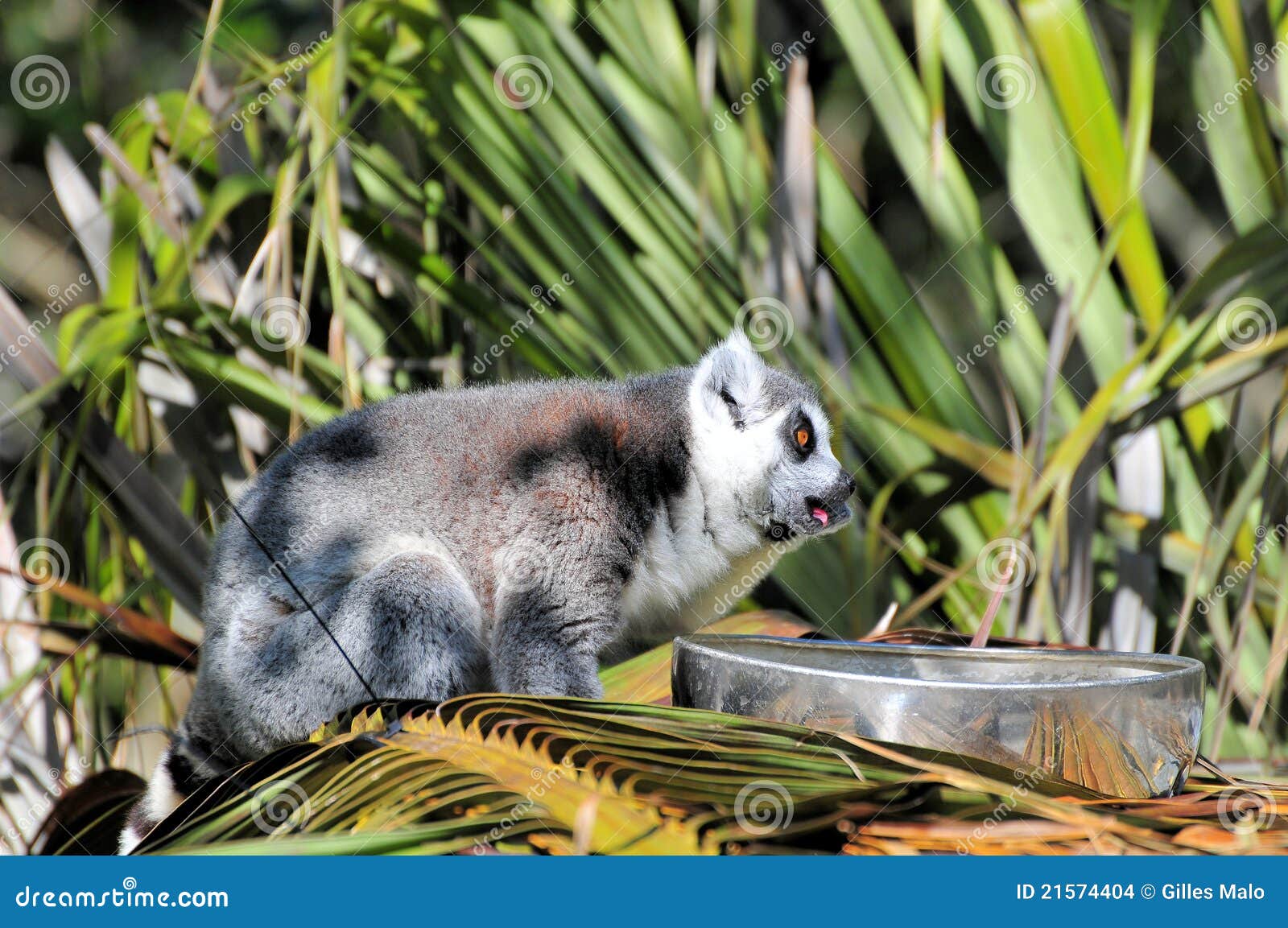 Lemur Eating stock photo. Image of great, bands, african - 21574404