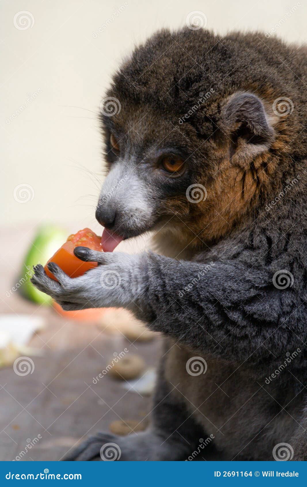 Lemur Eating stock photo. Image of alaotra, alaotrensis - 2691164