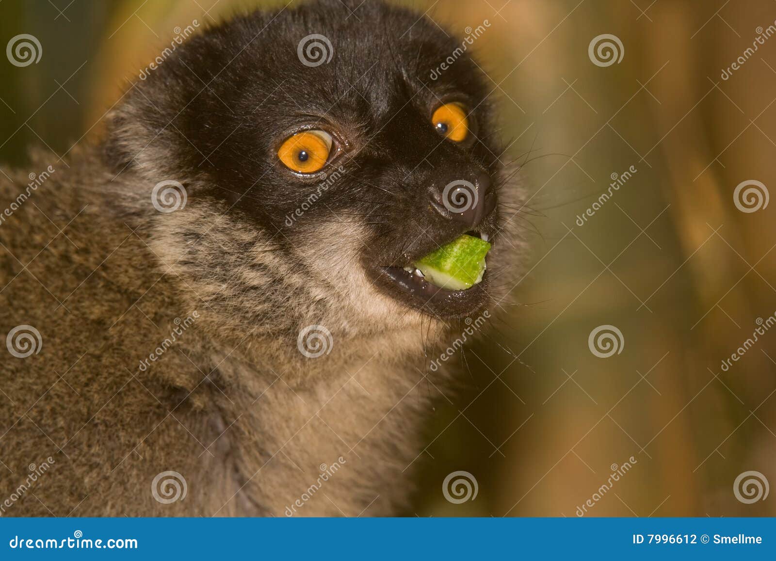 Lemur eating stock photo. Image of madagascar, endemic - 7996612