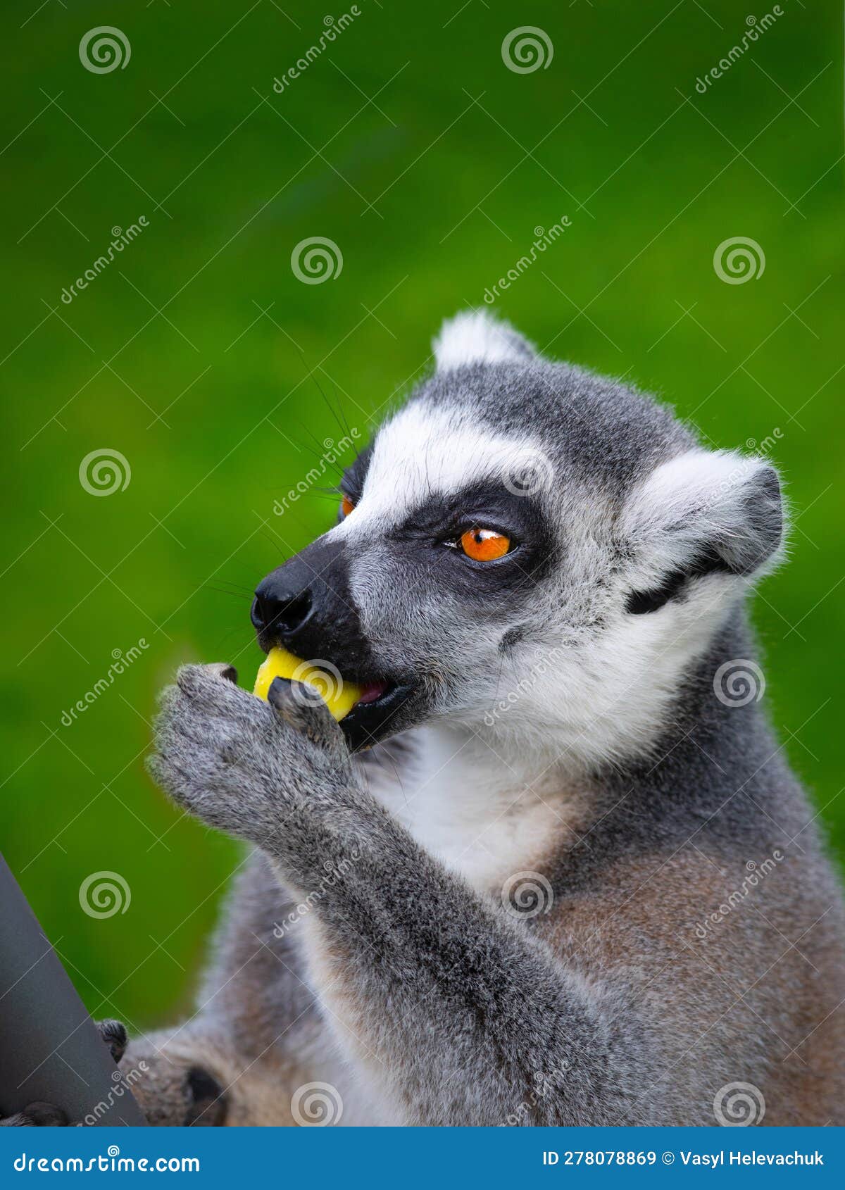 Lemur Eating an Apple on Green Background Stock Image - Image of close ...