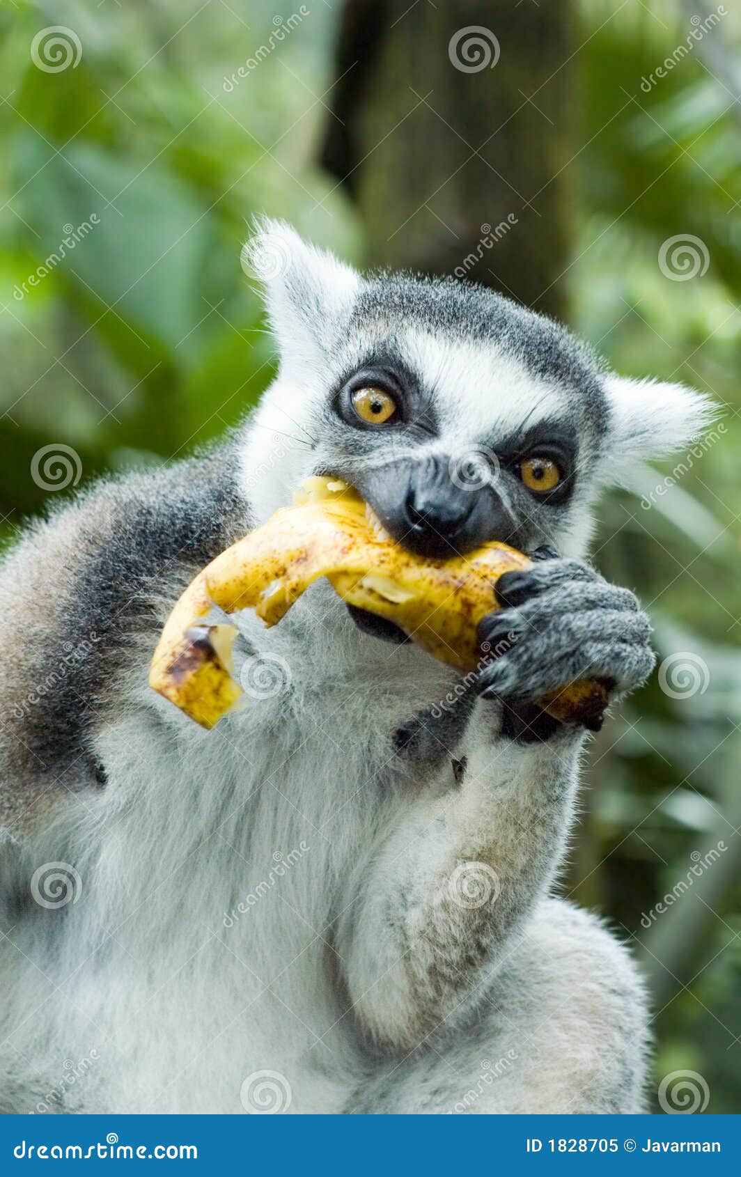 Ring Tailed Lemur Eating