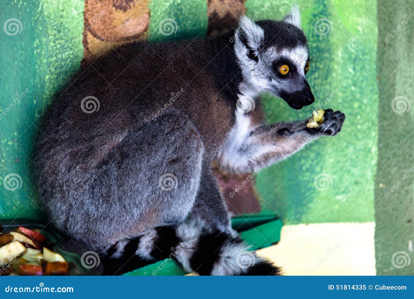 Lemur eating fruit stock image. Image of monkey, tail - 51814335