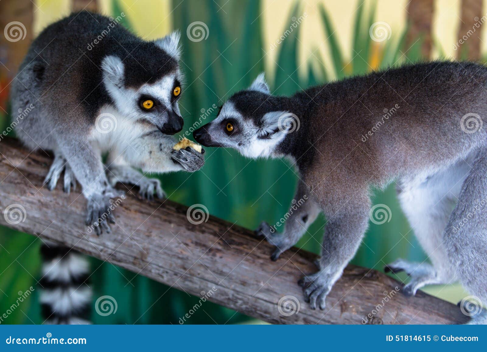 Lemur eating fruit stock image. Image of young, endangered - 51814615
