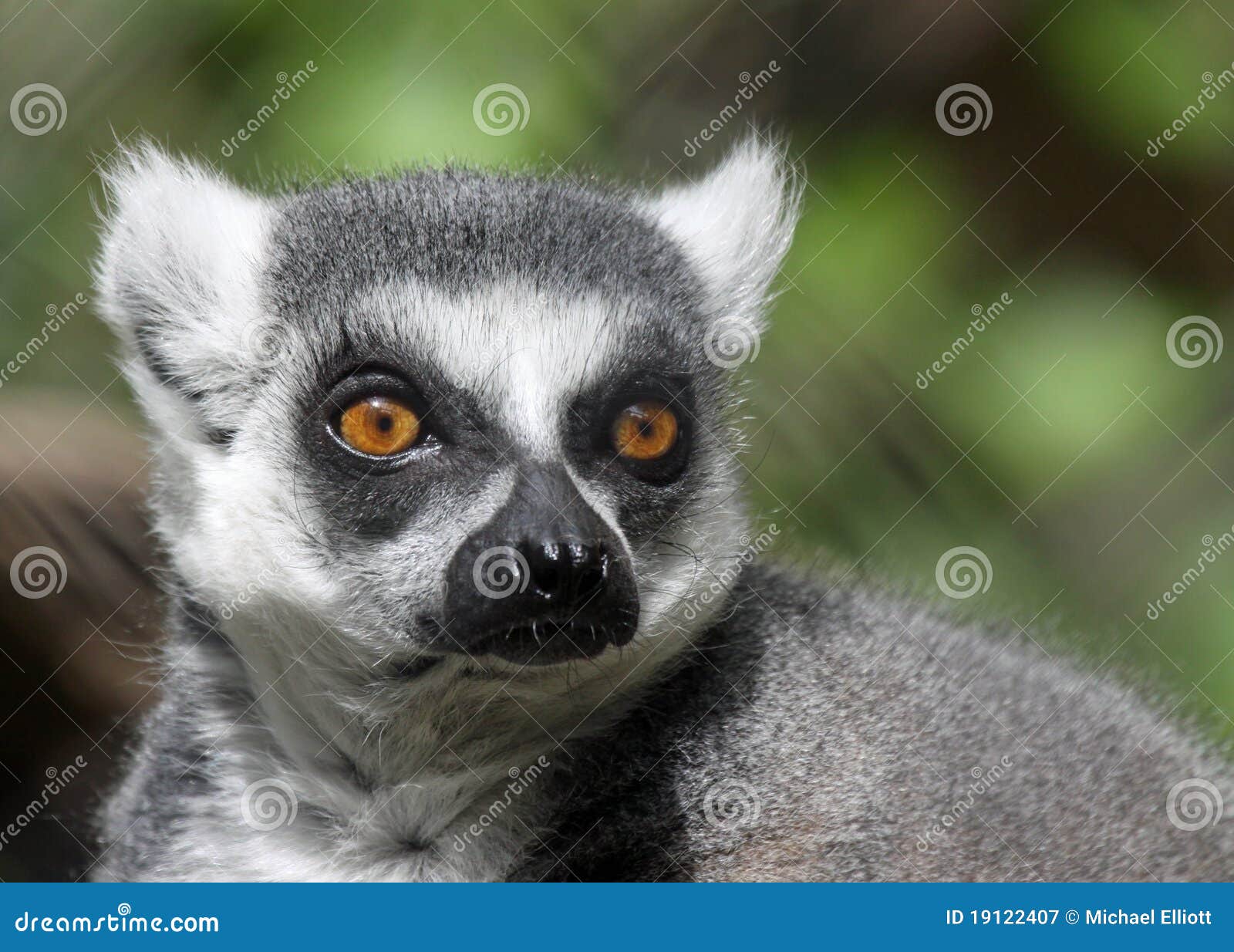 Ring Tailed Lemur Face