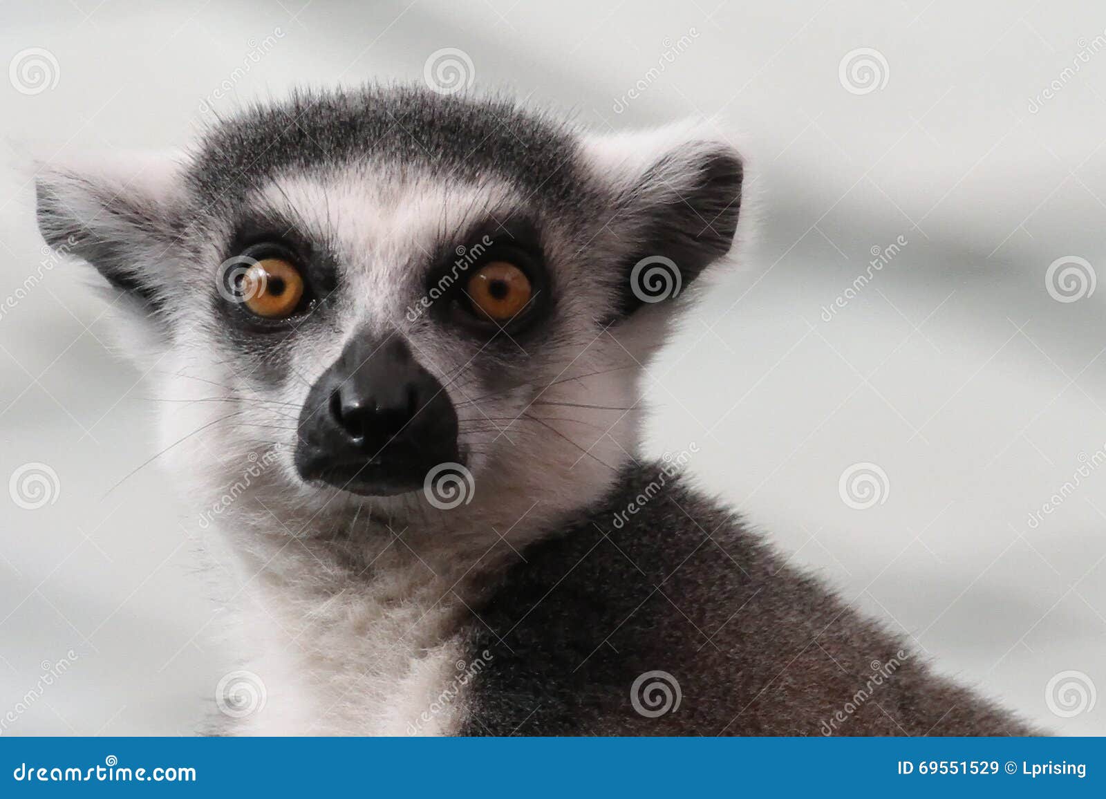 Lemur face stock image. Image of alert, lemur, wildlife - 69551529