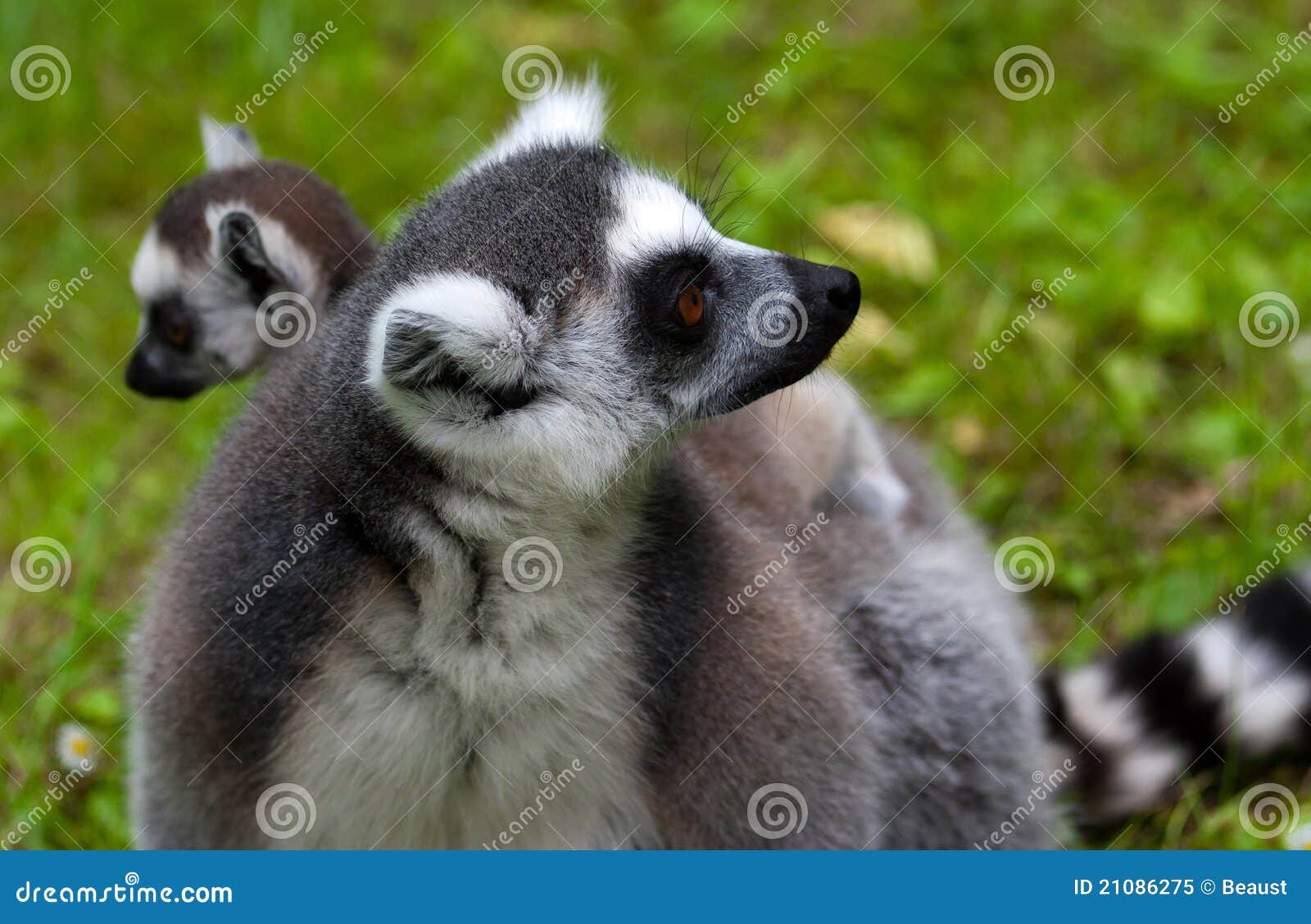 Lemur family stock image. Image of carry, mother, puppy - 21086275