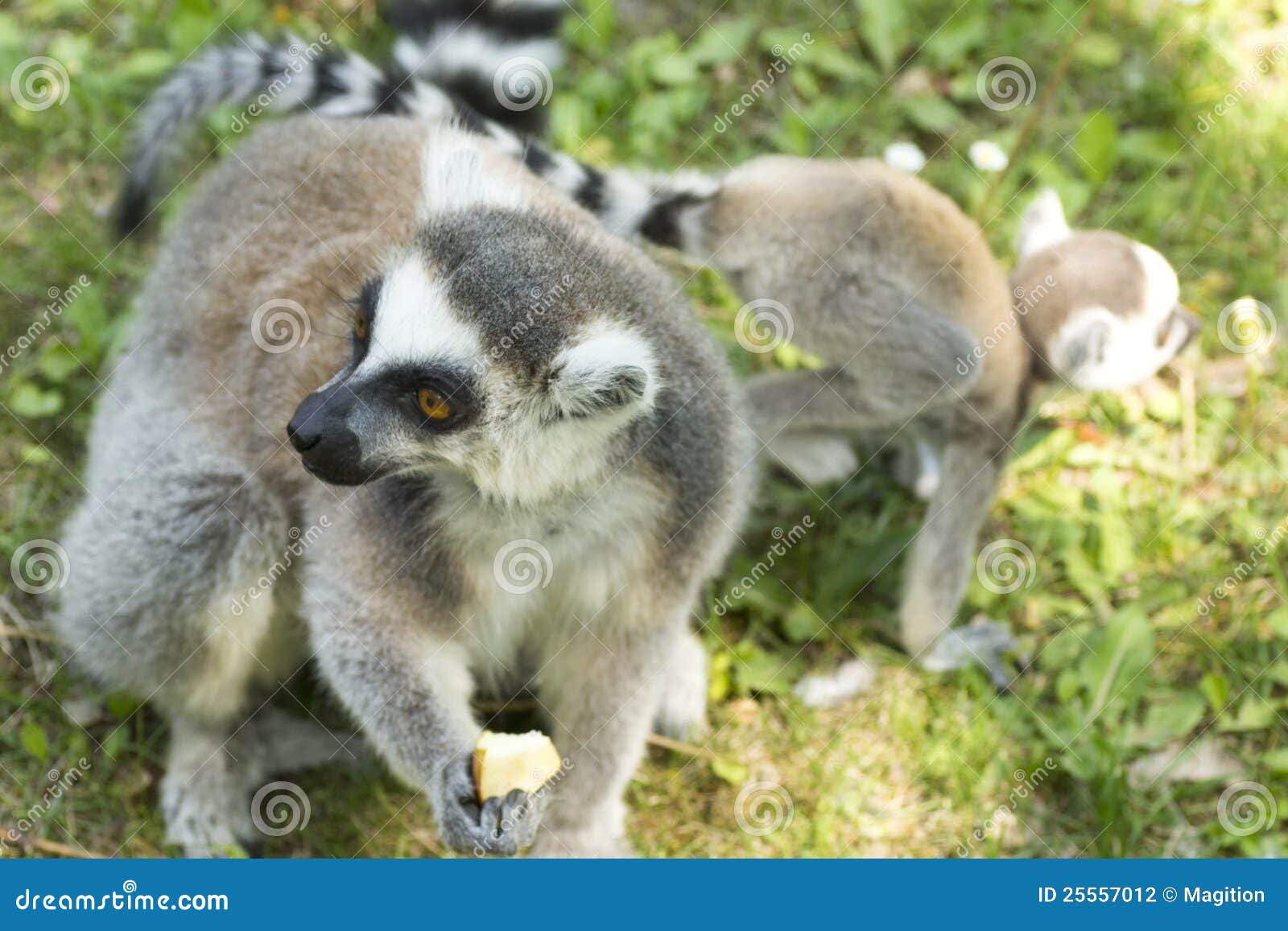 Lemur family stock photo. Image of beautiful, hair, face - 25557012