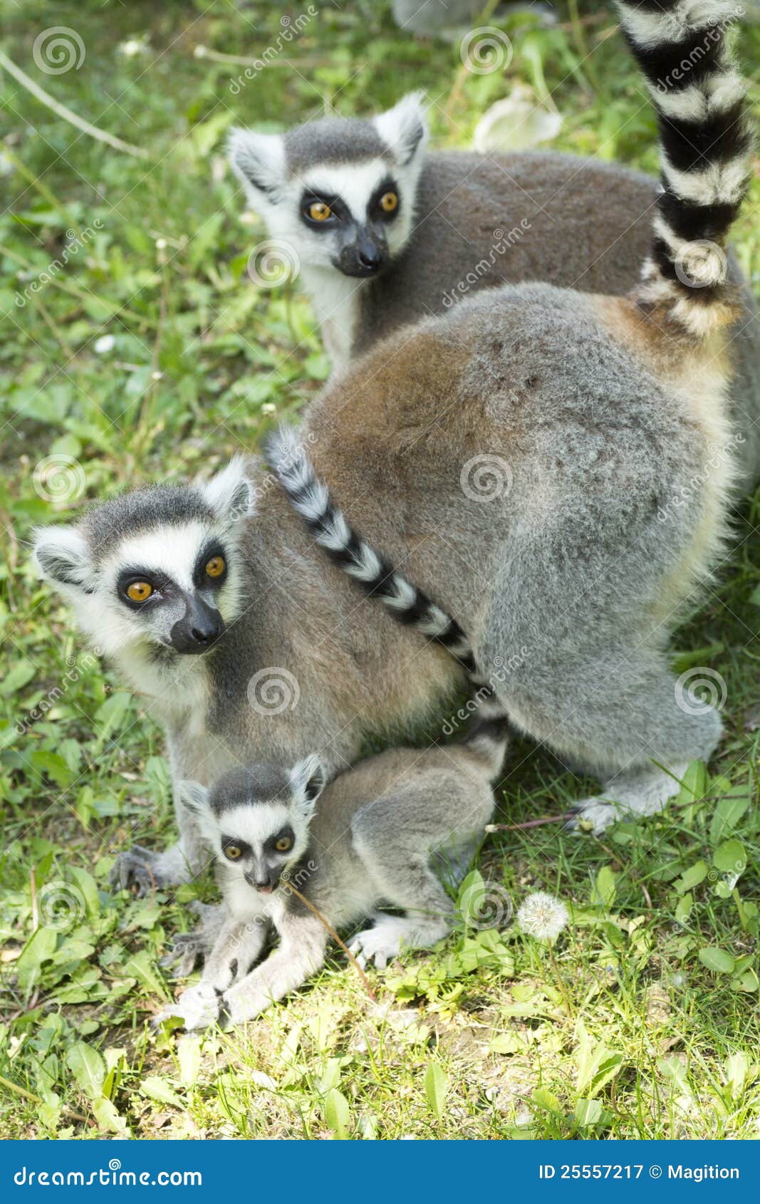 Lemur Family Royalty Free Stock Photography - Image: 25557217