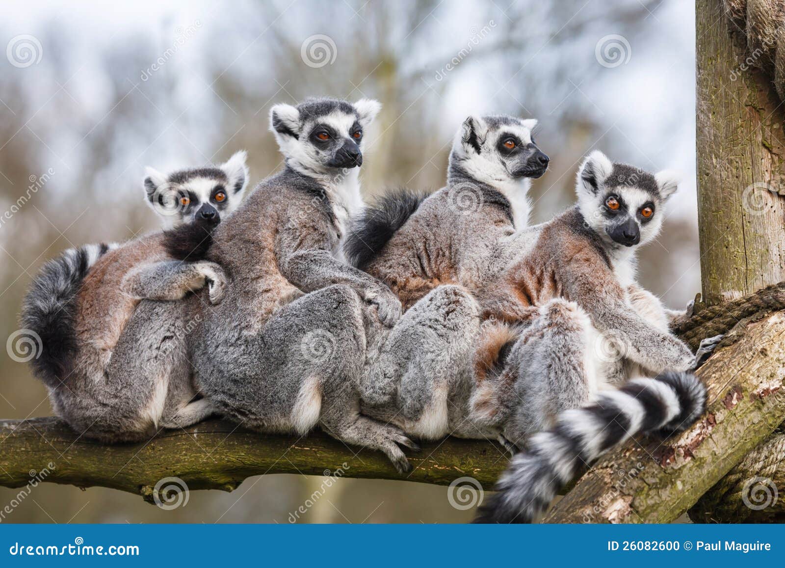 Lemur family stock photo. Image of madagascar, mammals - 26082600