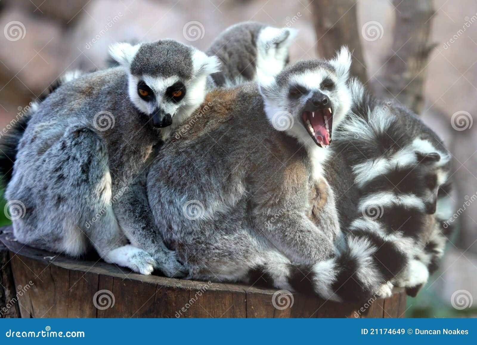Lemur Family Group stock image. Image of nature, wildlife - 21174649